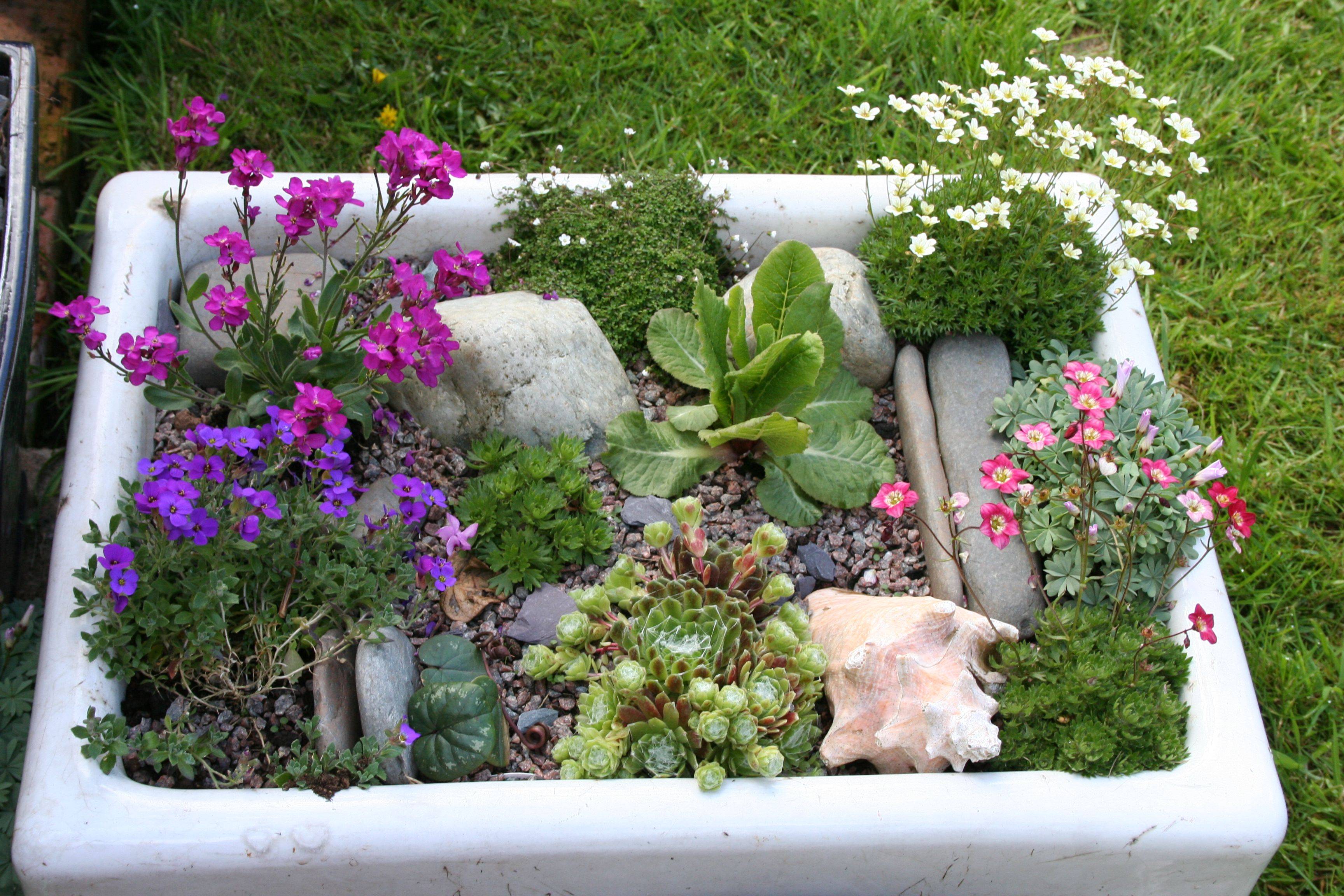 22 Alpine Garden Ideas To Consider | SharonSable