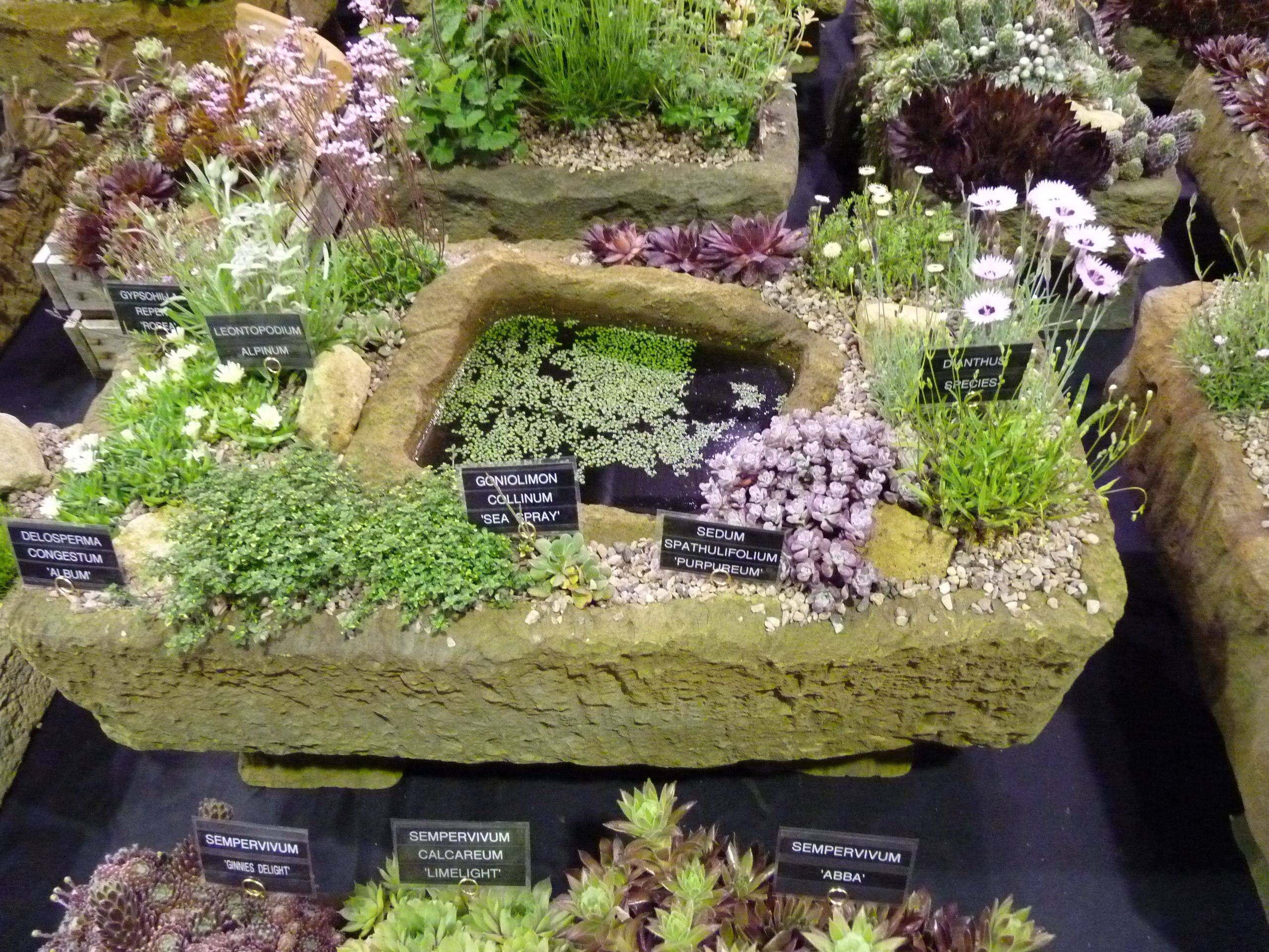 22 Alpine Garden Ideas To Consider | SharonSable