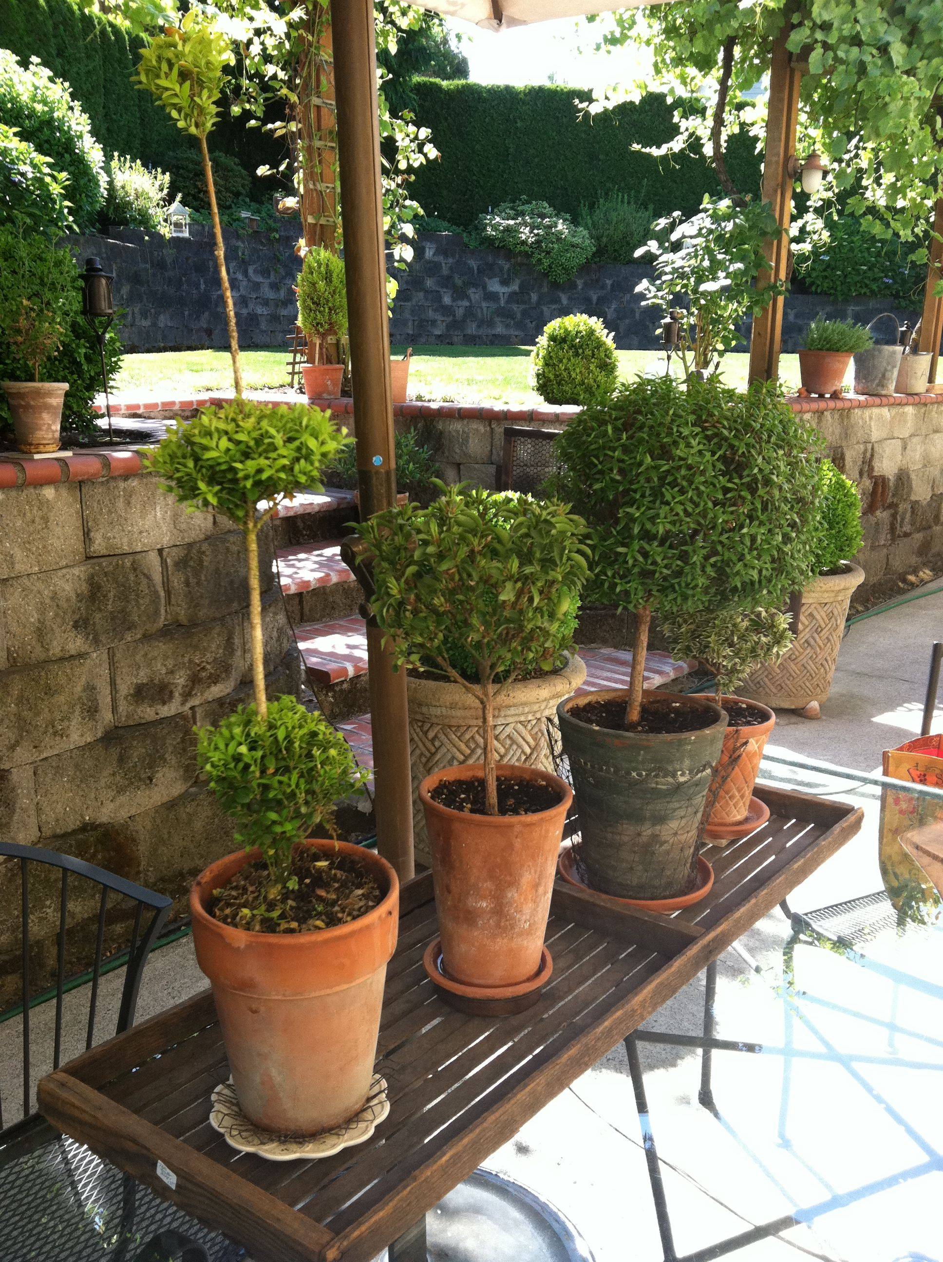 23 Topiary Plant Garden Ideas You Should Check | SharonSable