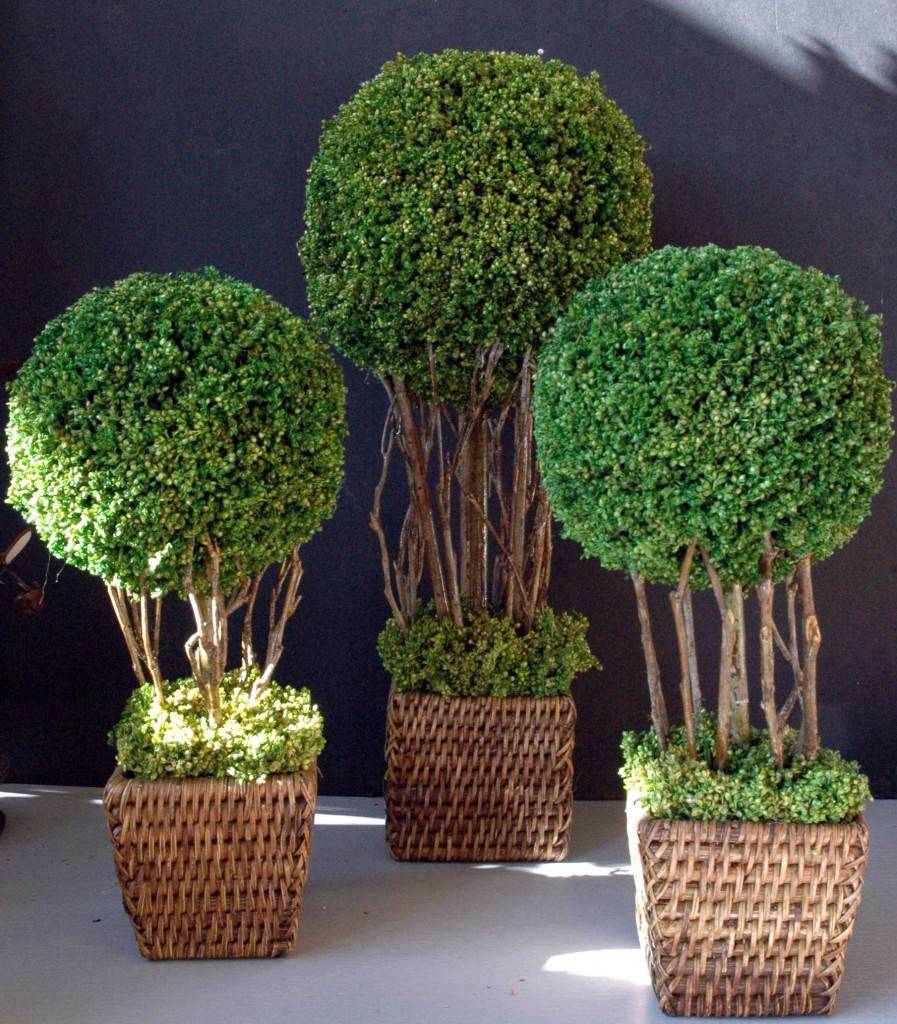 23 Topiary Plant Garden Ideas You Should Check | SharonSable