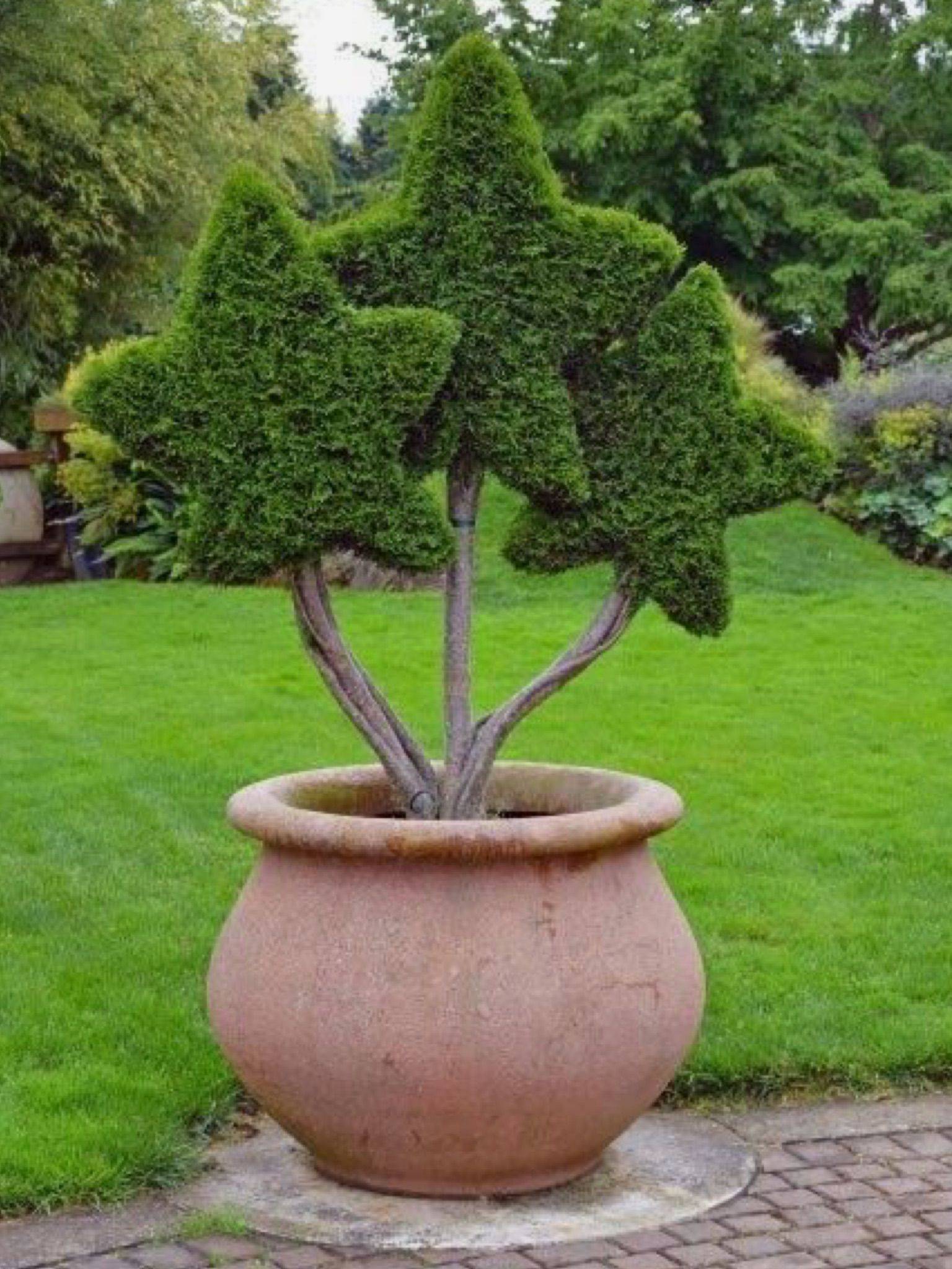 23 Topiary Plant Garden Ideas You Should Check | SharonSable