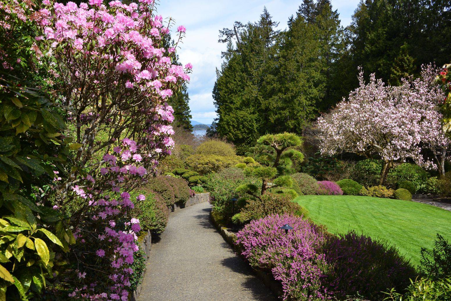 14 Camellia Garden Ideas To Consider | SharonSable