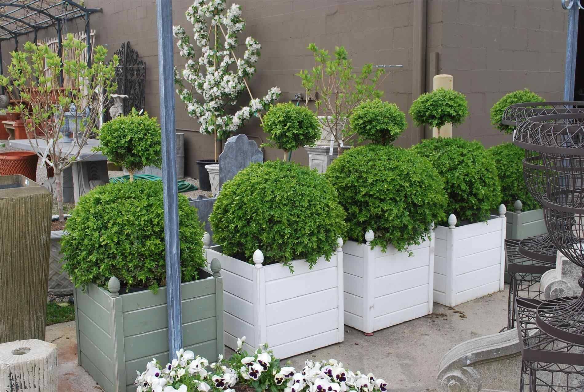 21 Topiary Garden Pots Ideas You Cannot Miss | SharonSable