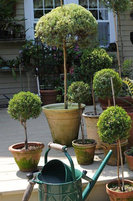 21 Topiary Garden Pots Ideas You Cannot Miss | SharonSable