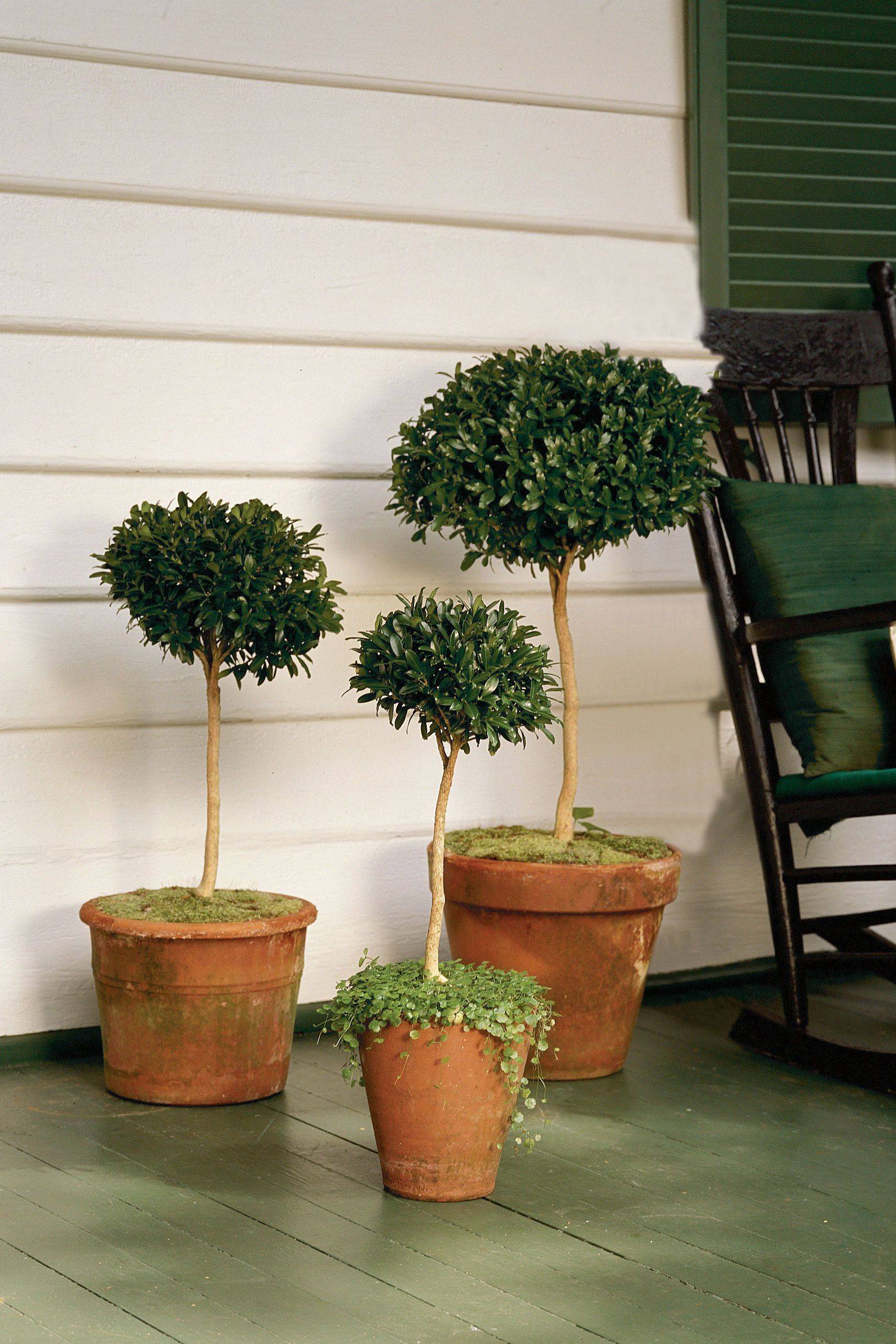 21 Topiary Garden Pots Ideas You Cannot Miss | SharonSable
