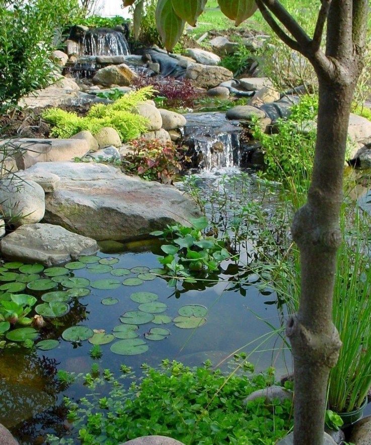 23 Underwater Garden Ideas For This Year | SharonSable