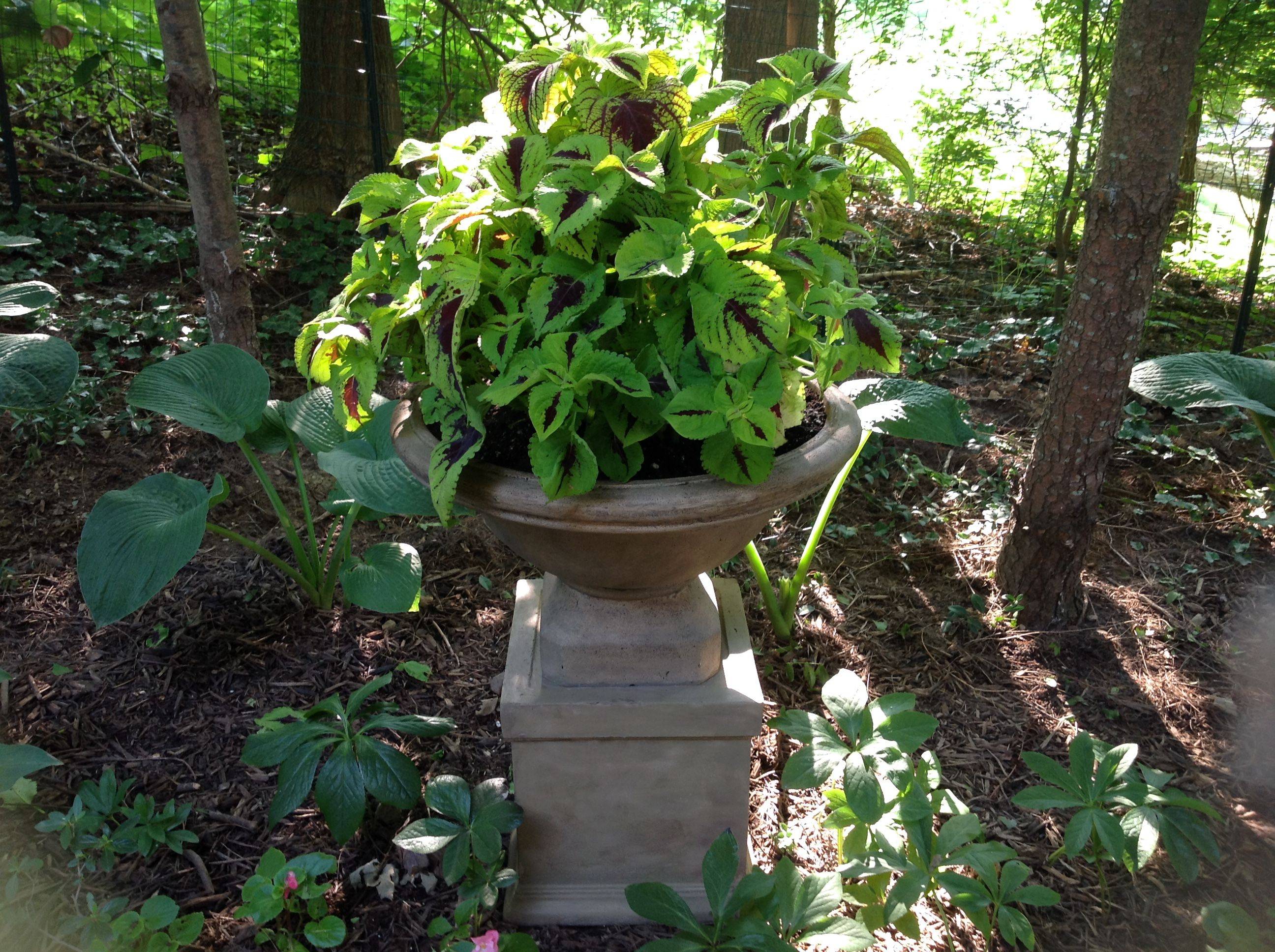 23 Biblical Garden Ideas You Should Look | SharonSable