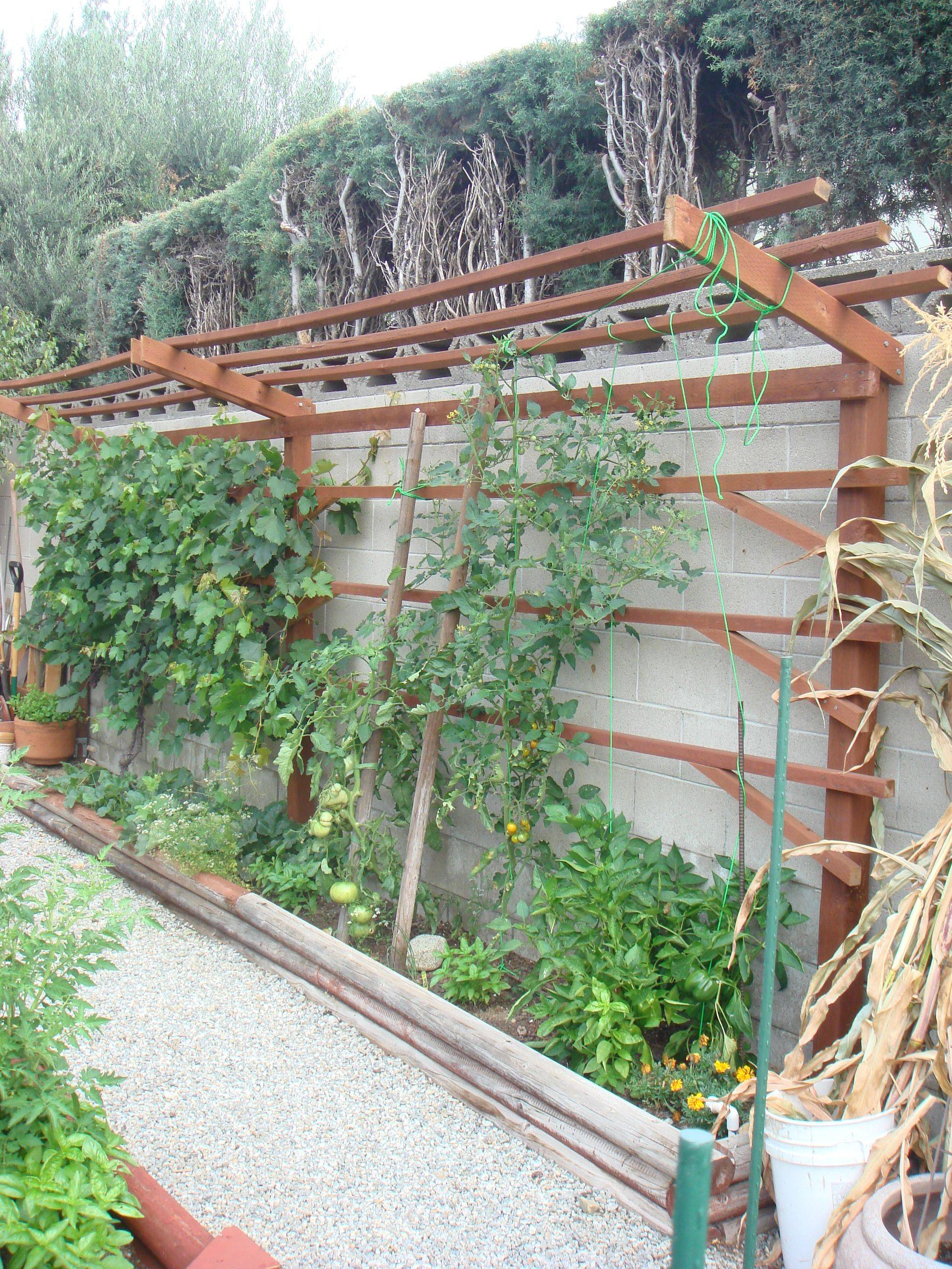 19 Grapevine Garden Trellis Fence Ideas You Gonna Love | SharonSable