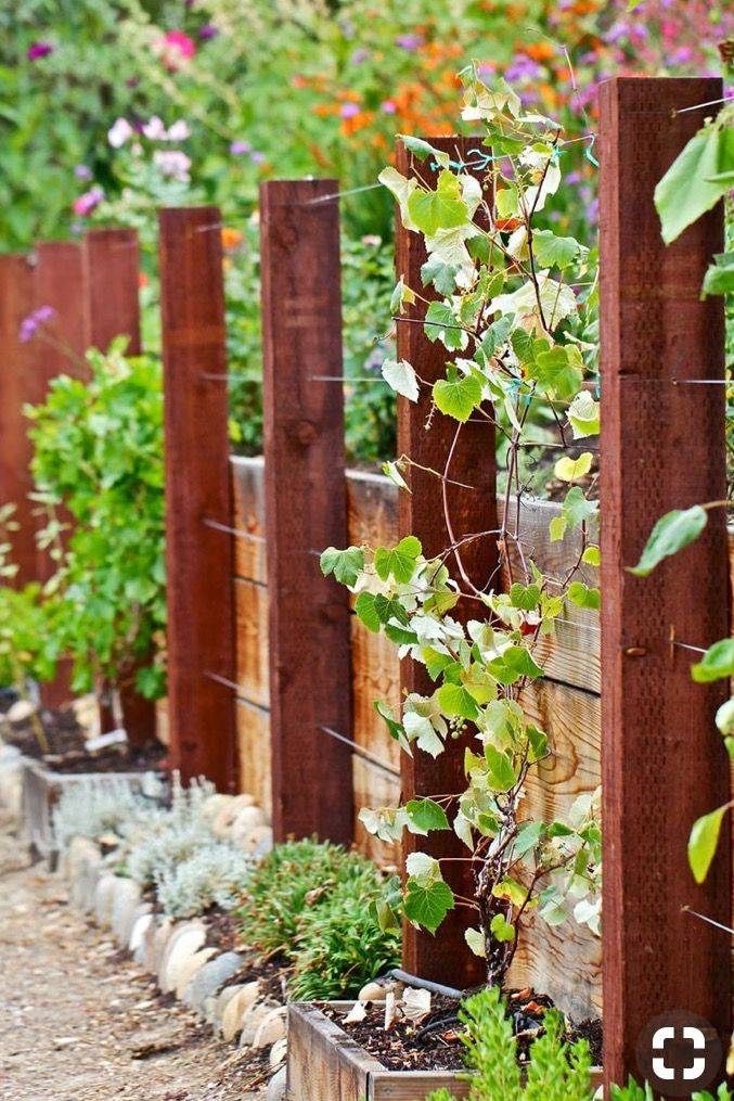 19 Grapevine Garden Trellis Fence Ideas You Gonna Love | SharonSable