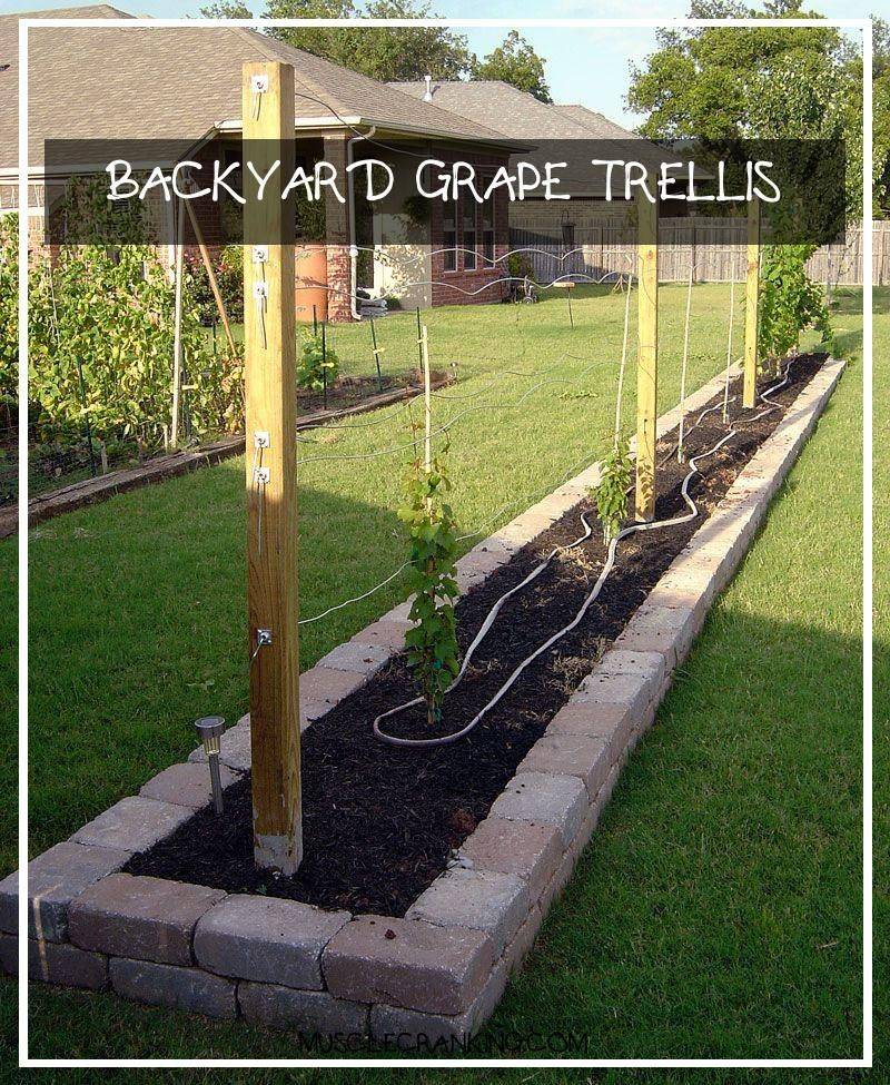 19 Grapevine Garden Trellis Fence Ideas You Gonna Love | SharonSable