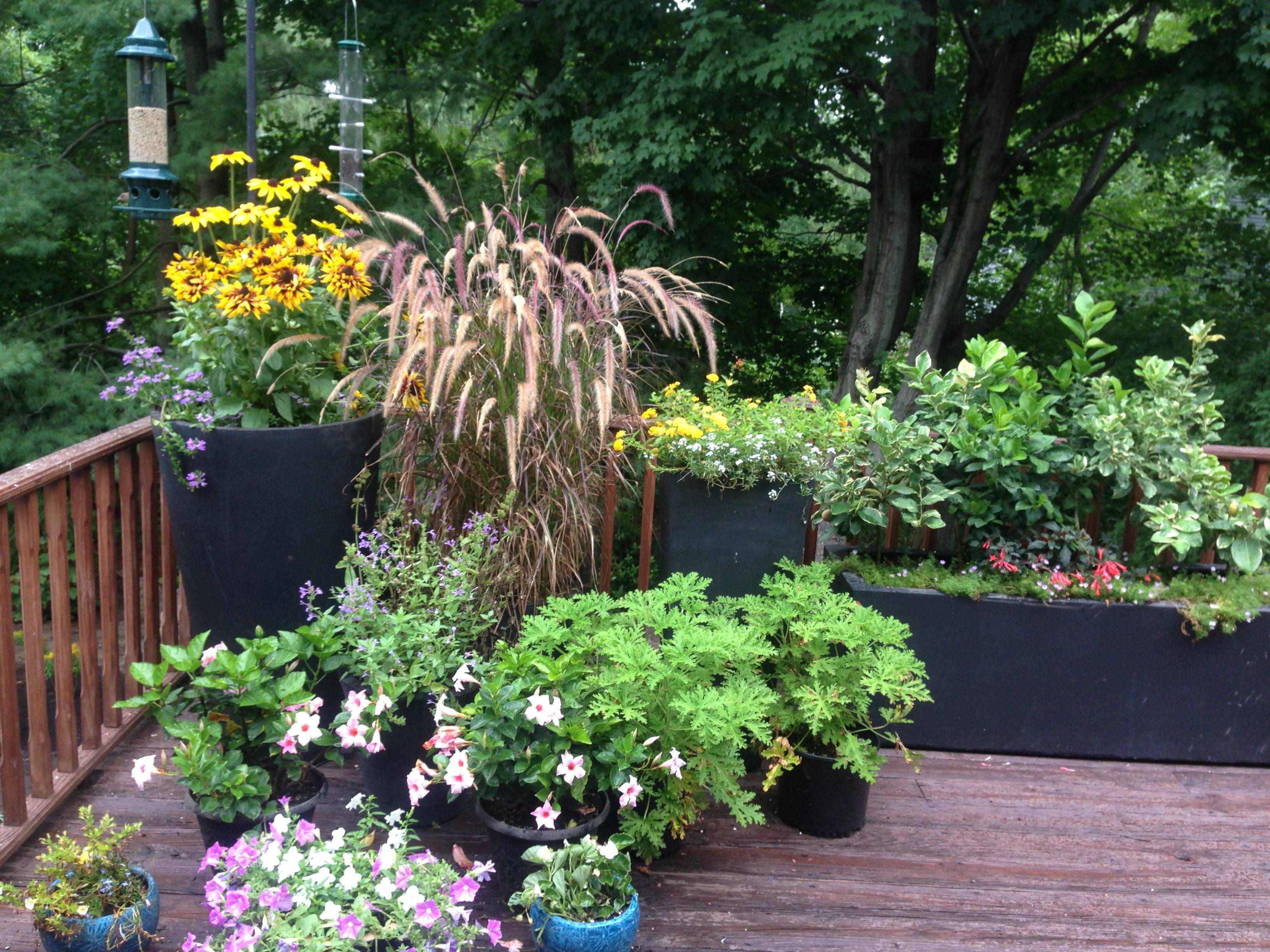 25 White Container Garden Ideas For This Year | SharonSable