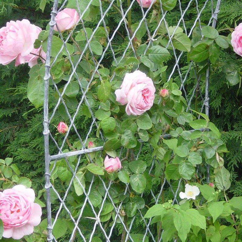 22 Medieval Rose Garden Ideas You Should Check | SharonSable