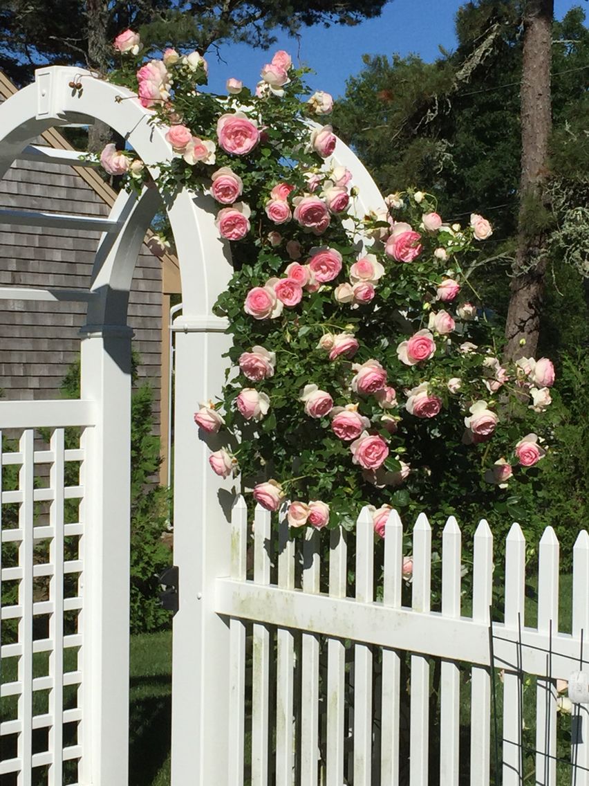 23 Rose Garden Wall Ideas You Should Check | SharonSable