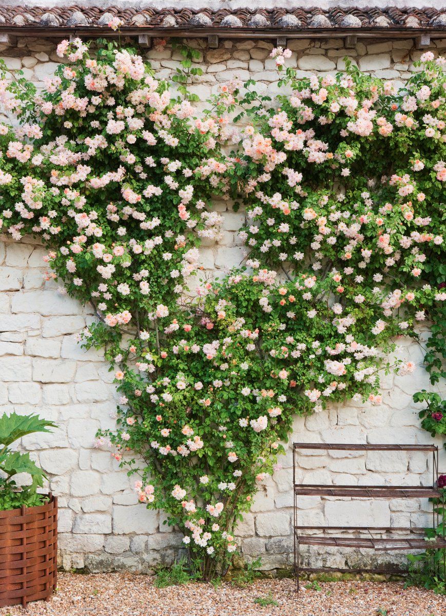 23 Rose Garden Wall Ideas You Should Check | SharonSable