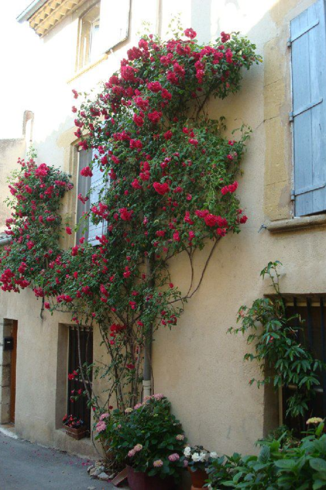 23 Rose Garden Wall Ideas You Should Check | SharonSable