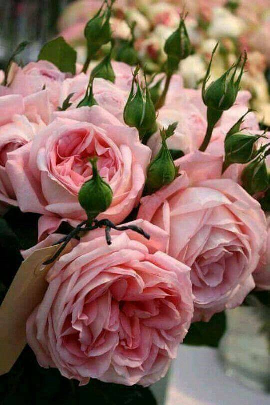 18 Jackie Rose Garden Ideas To Consider | SharonSable