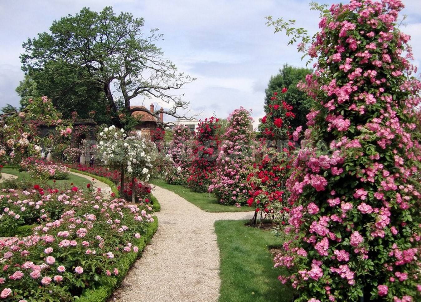 16 Garden Rose Plant Ideas To Try This Year | SharonSable