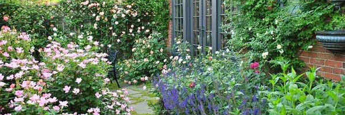 23 Before and After Rose Garden Pictures Ideas You Should Check ...