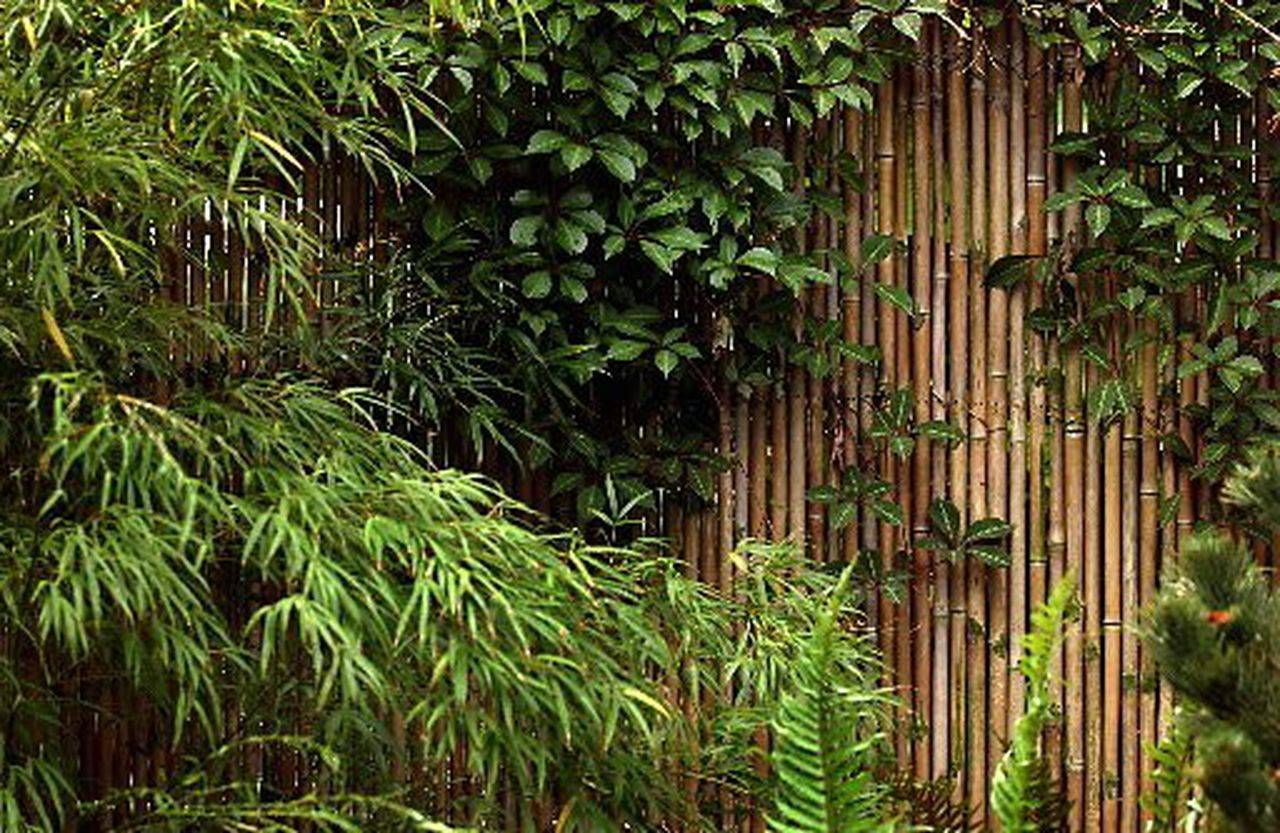 19 Bamboo Garden Ideas To Consider | SharonSable