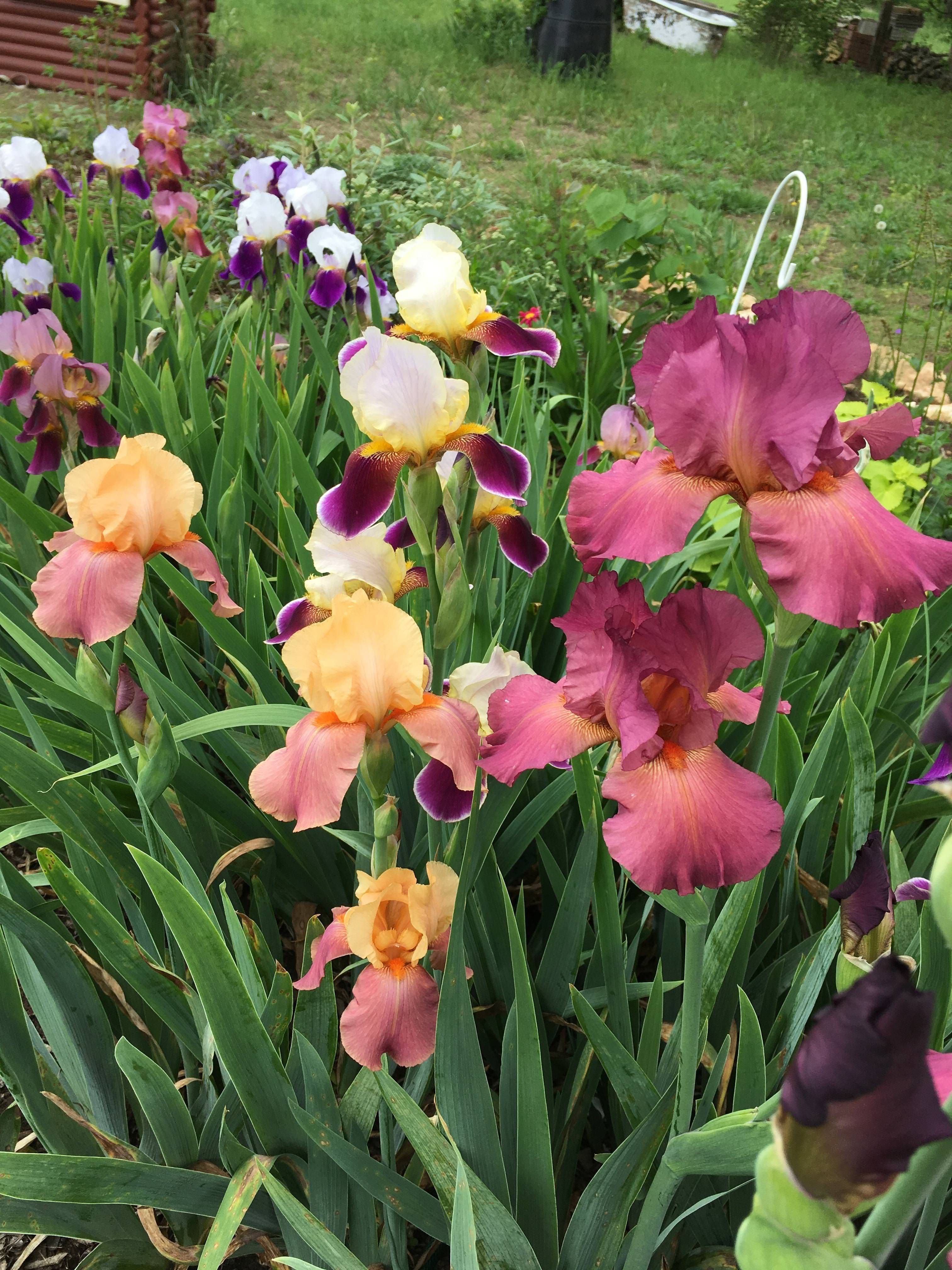 22 Iris Garden Ideas You Must Look | SharonSable