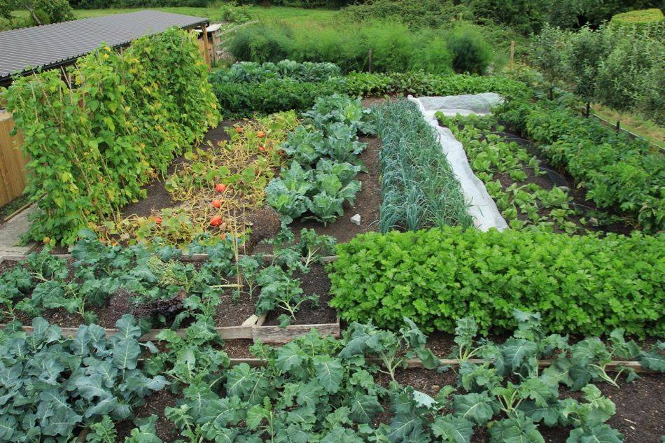 20 No Dig Vegetable Garden Ideas You Must Look | SharonSable