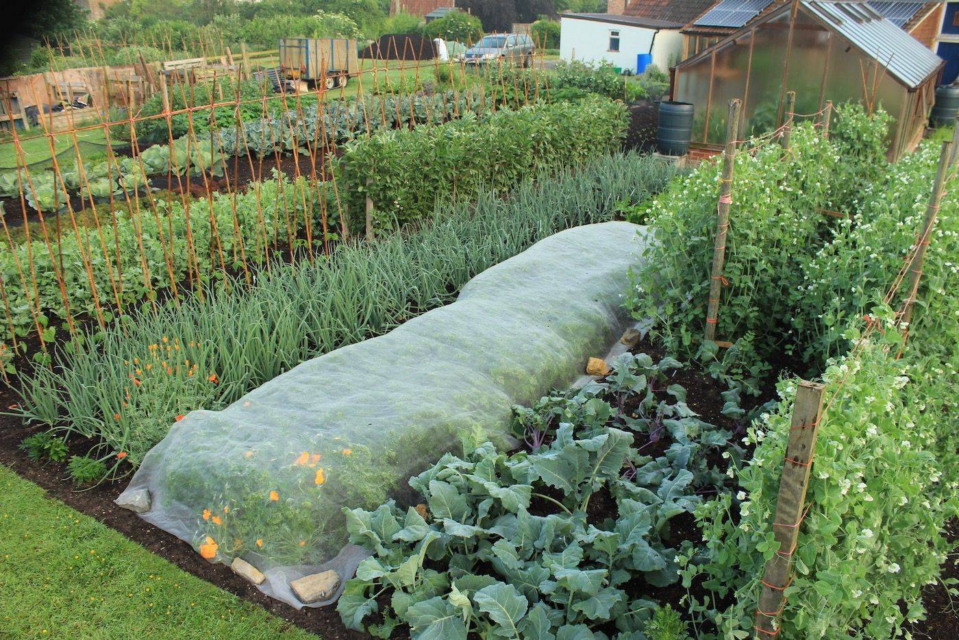 20 No Dig Vegetable Garden Ideas You Must Look | SharonSable