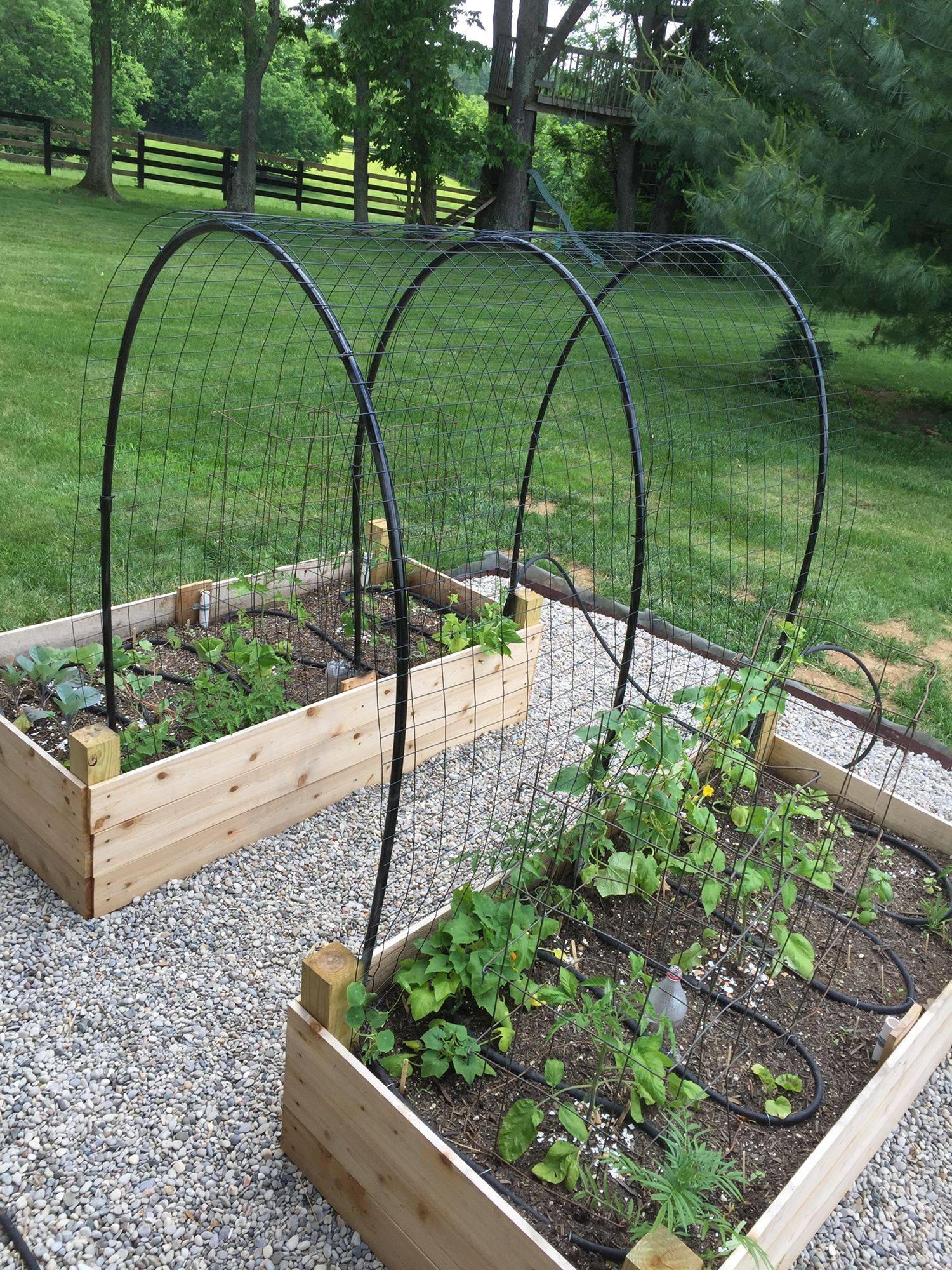 18 Garden Trellis with PVC Pipe Ideas To Consider | SharonSable