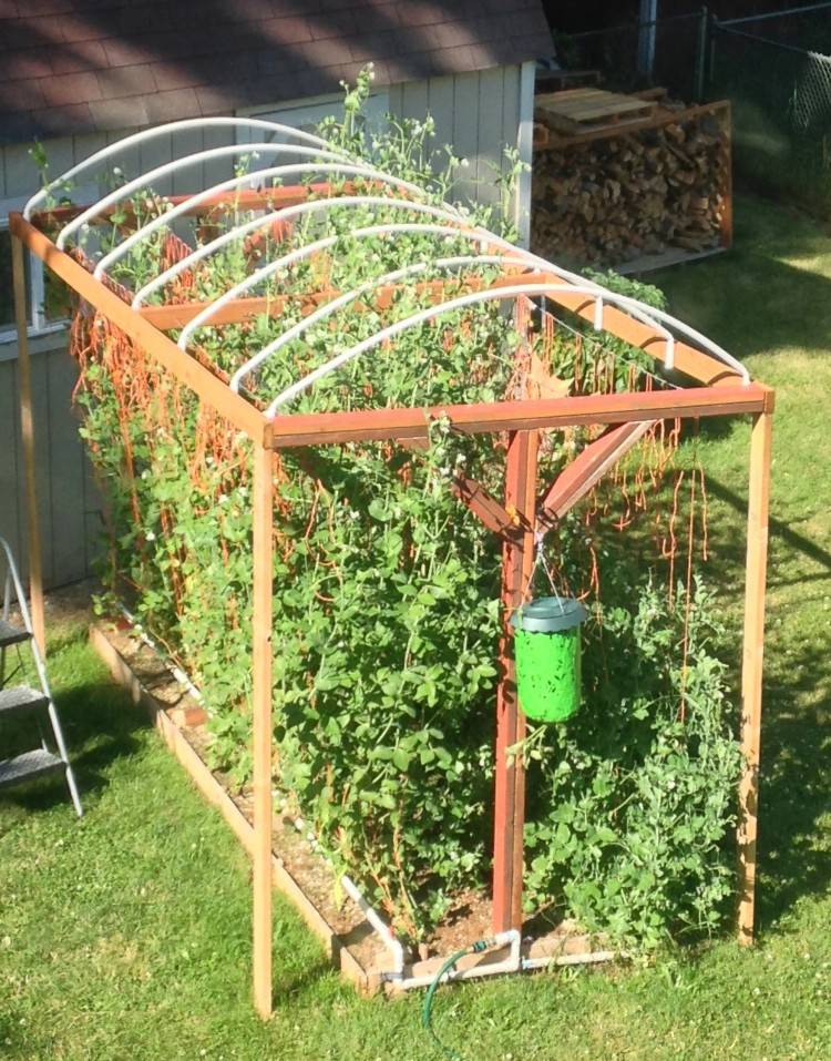 18 Garden Trellis with PVC Pipe Ideas To Consider | SharonSable