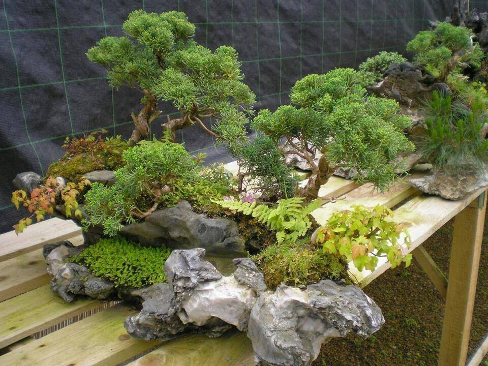 27 Bonsai Rock Garden Ideas Worth to Check | SharonSable