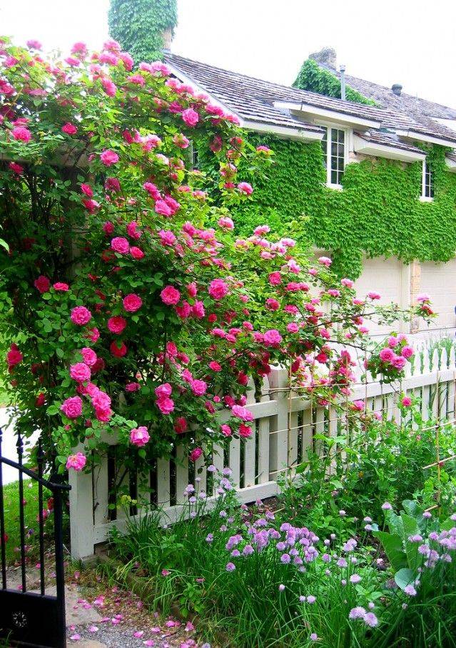 21 Climbing Rose Garden Arbor with Gate Ideas You Cannot Miss | SharonSable