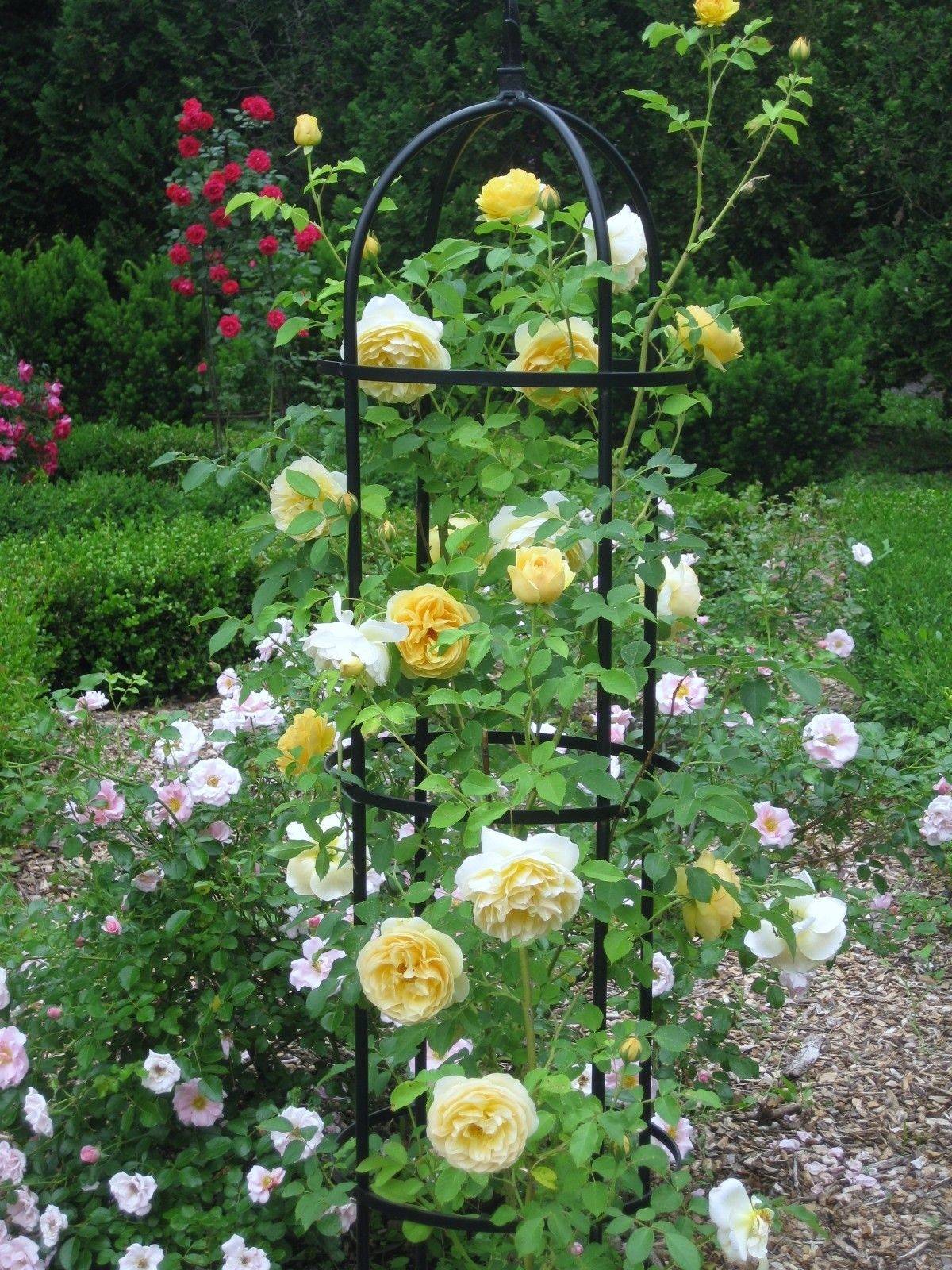 20 Roses On Garden Obelisk Trellis Metal Ideas You Must Look | SharonSable