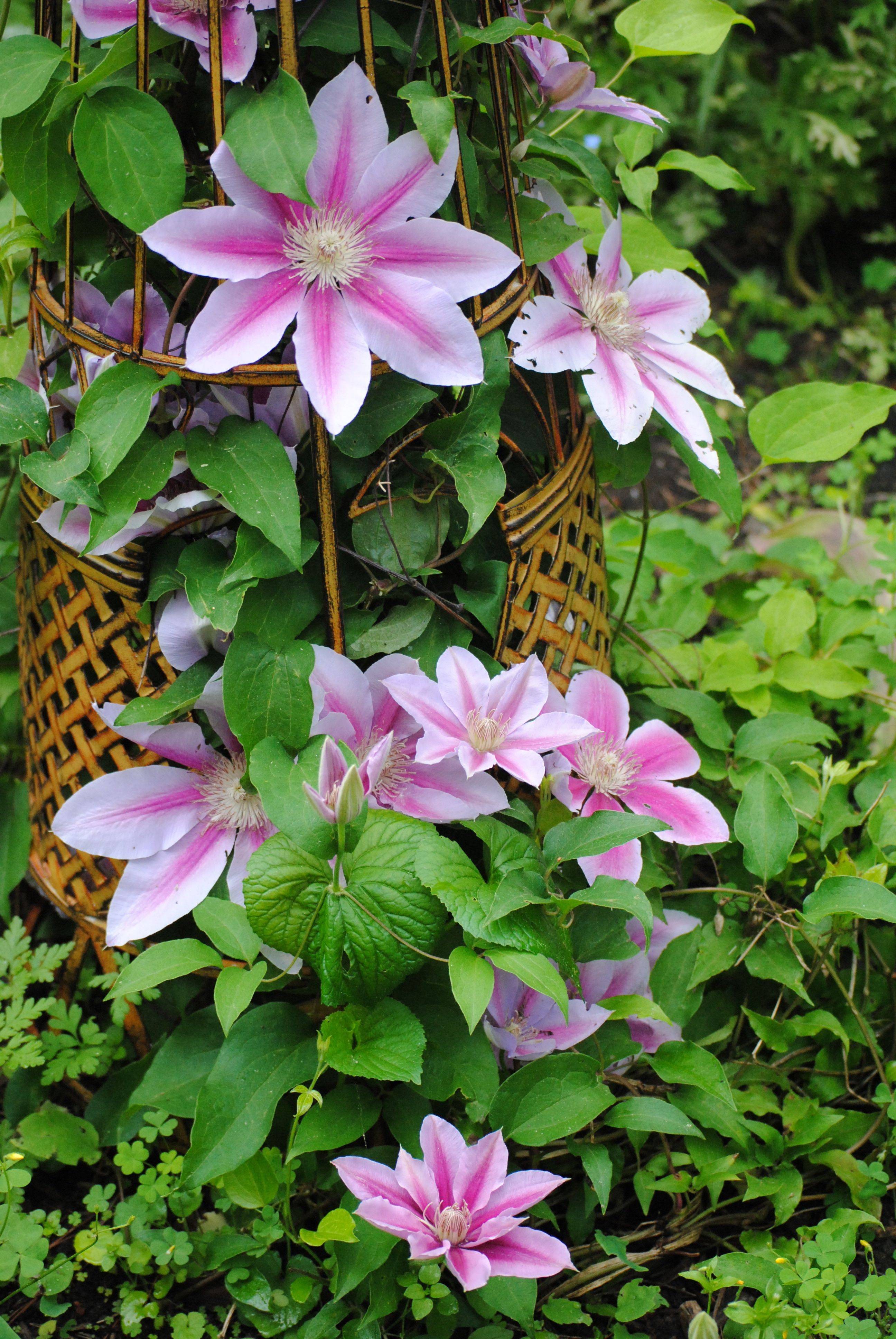 22 Garden with Clematis Arbors Ideas You Must Look | SharonSable