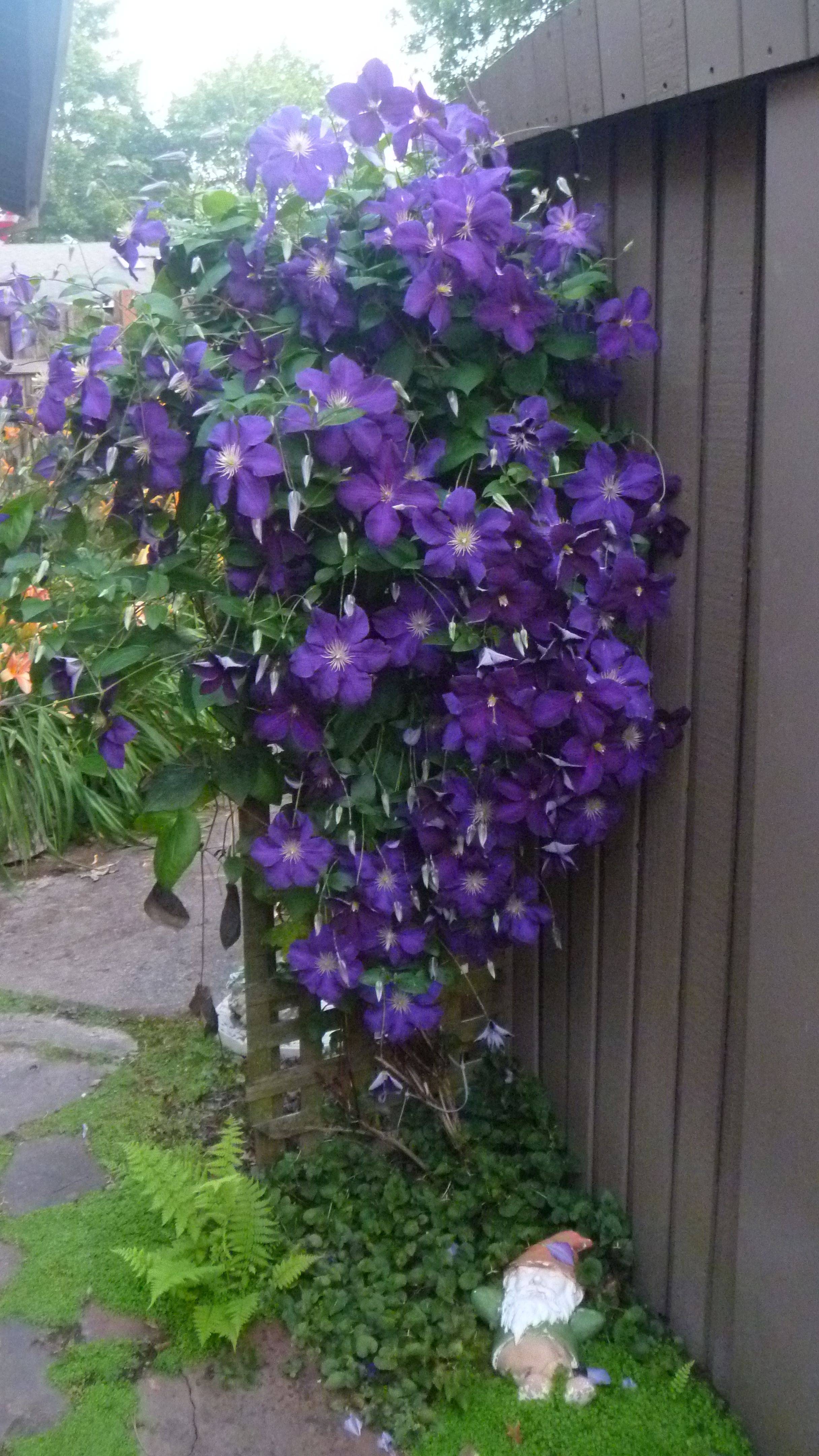 22 Garden with Clematis Arbors Ideas You Must Look | SharonSable