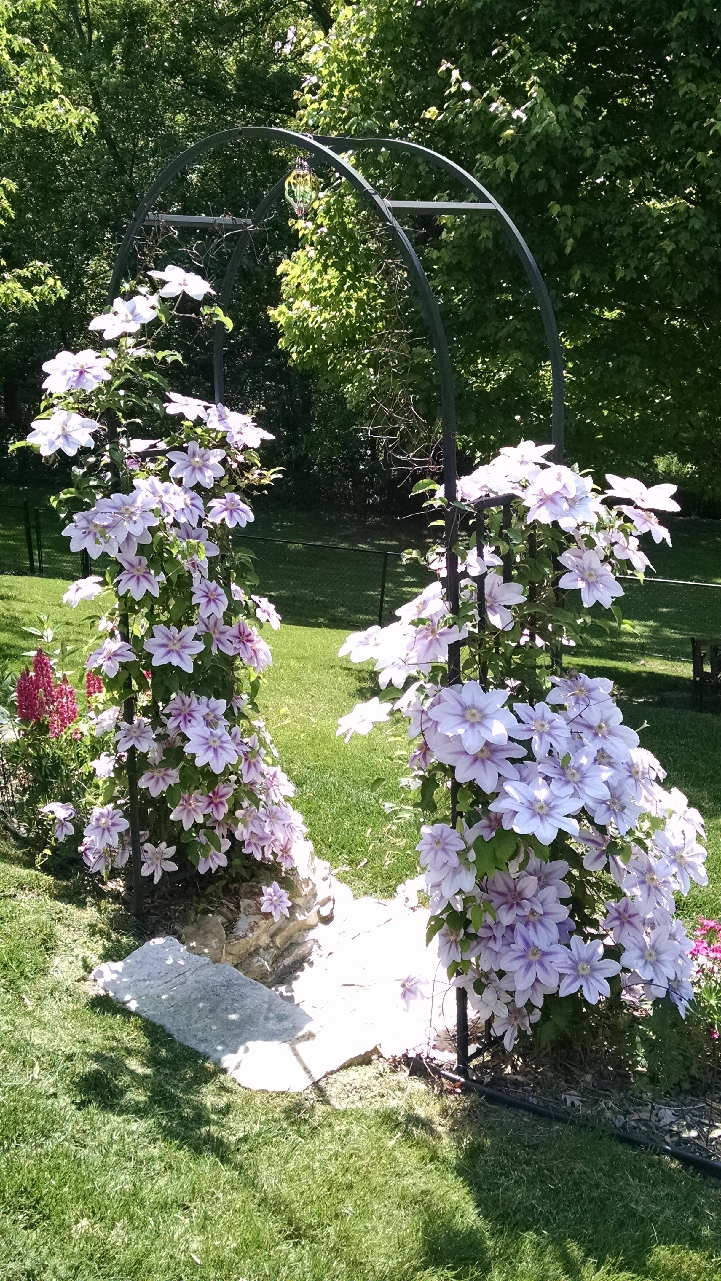 22 Garden with Clematis Arbors Ideas You Must Look | SharonSable
