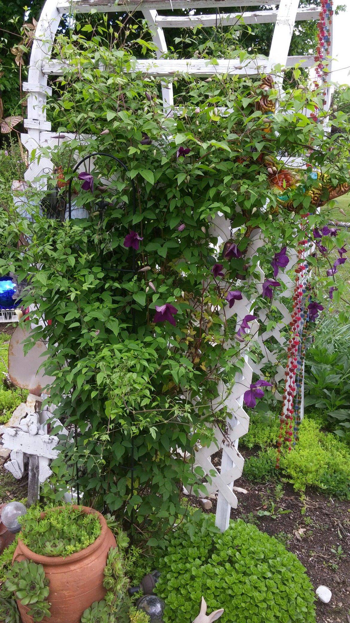 22 Garden with Clematis Arbors Ideas You Must Look | SharonSable