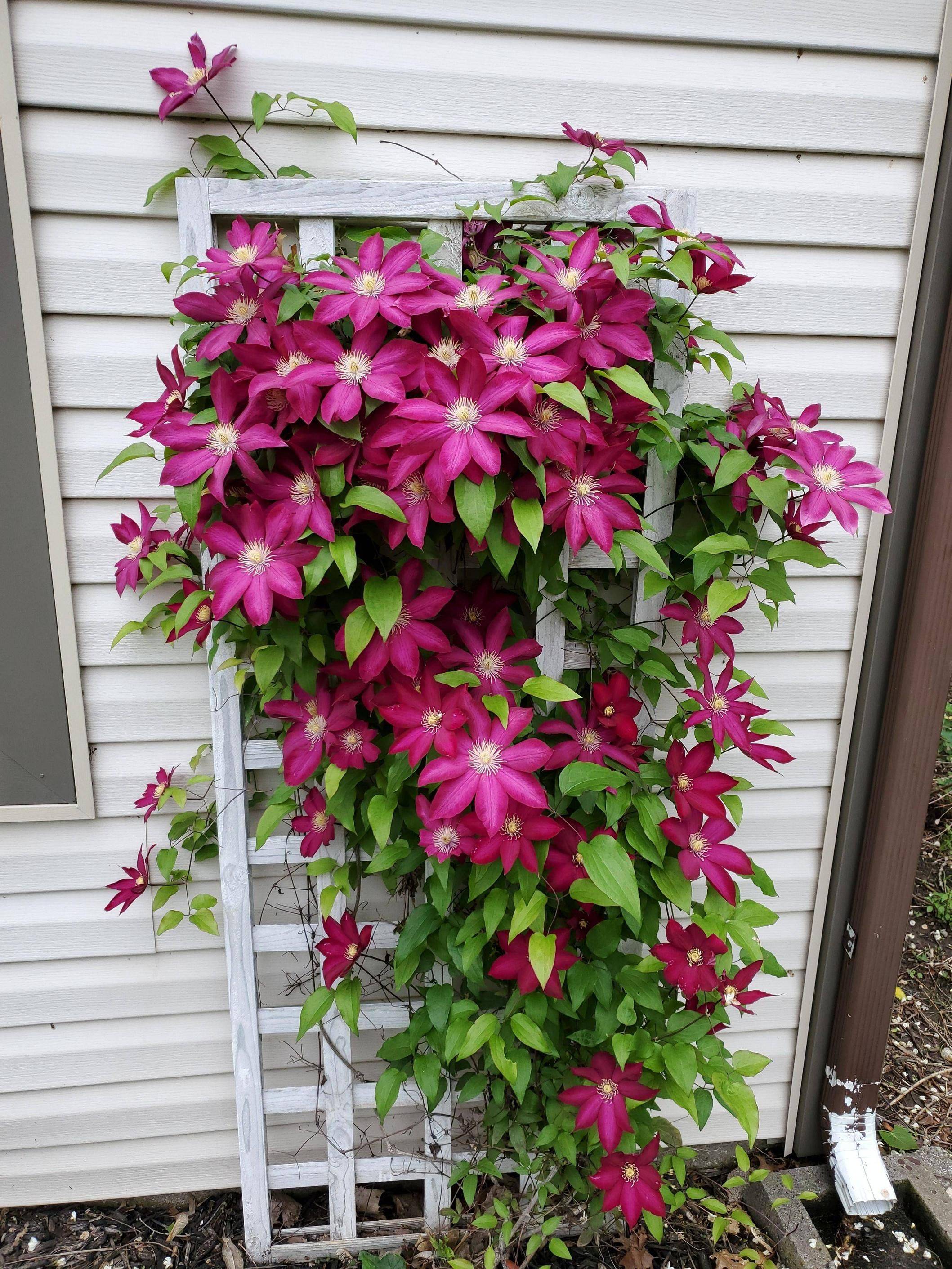 22 Garden with Clematis Arbors Ideas You Must Look | SharonSable