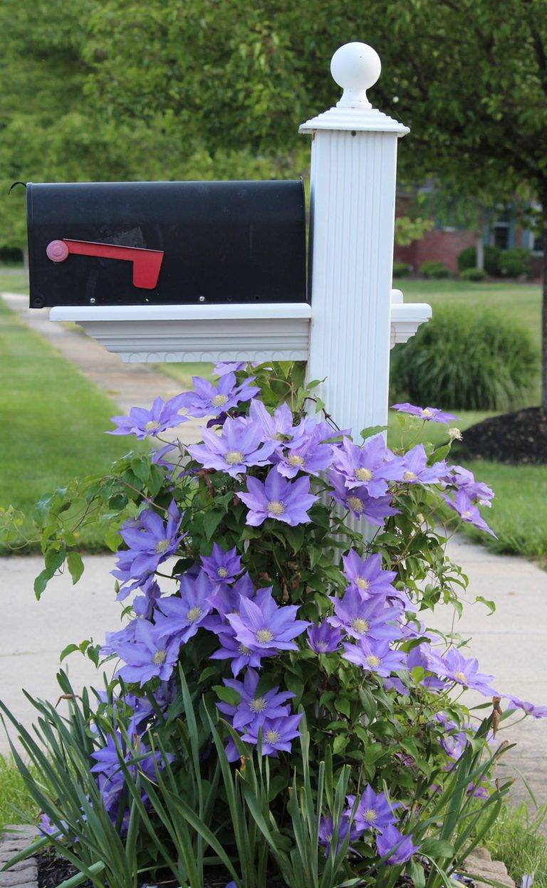 22 Garden with Clematis Arbors Ideas You Must Look | SharonSable