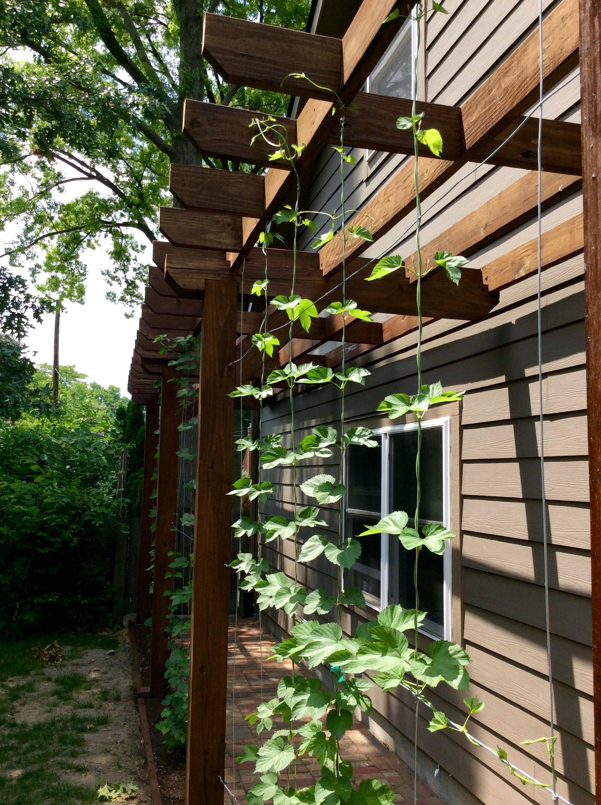 21 Garden Trellis Walkway Ideas To Try This Year | SharonSable