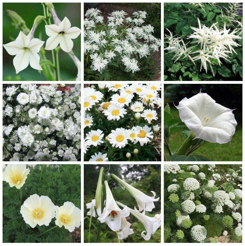 24 Perennial Moon Garden Ideas You Should Look | SharonSable