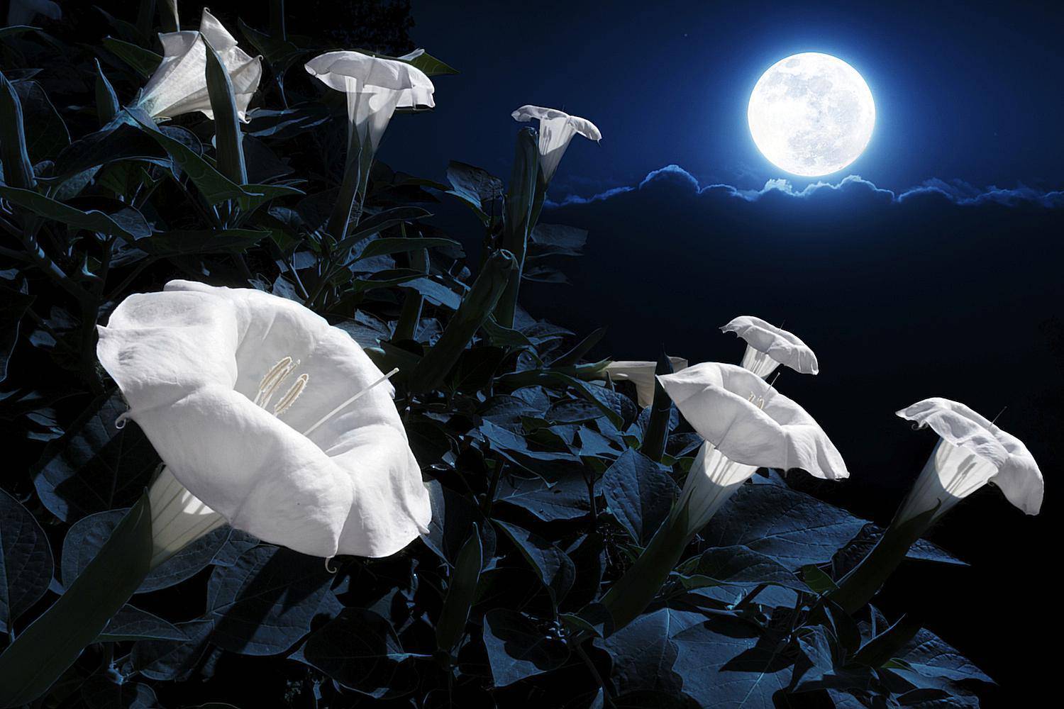 20 Moon Night Garden Ideas You Should Look | SharonSable