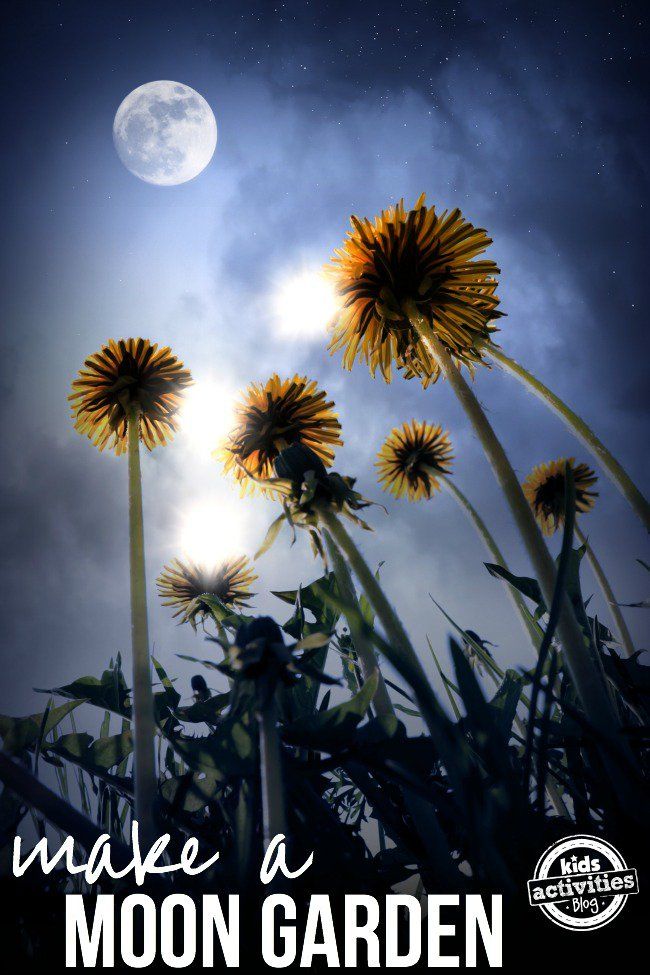 20 Moon Night Garden Ideas You Should Look | SharonSable