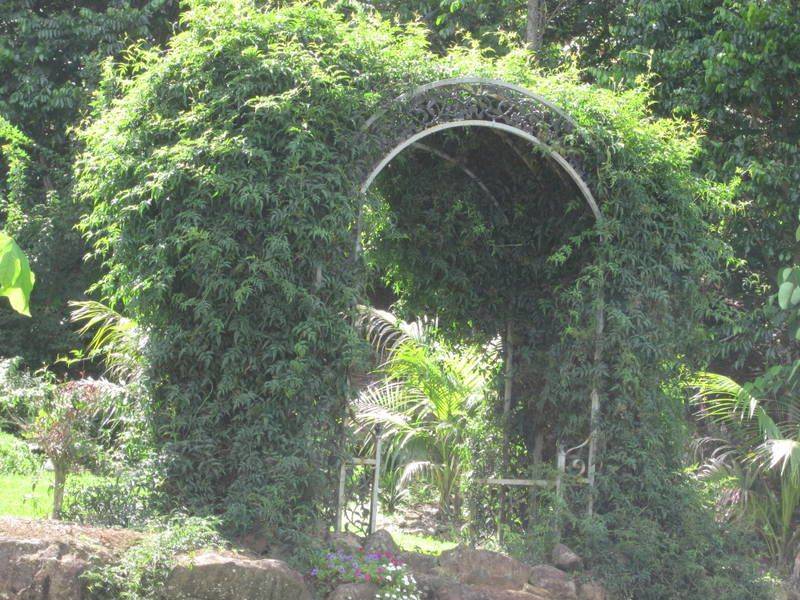 20 Jasmine Garden Arch Ideas You Should Look | SharonSable