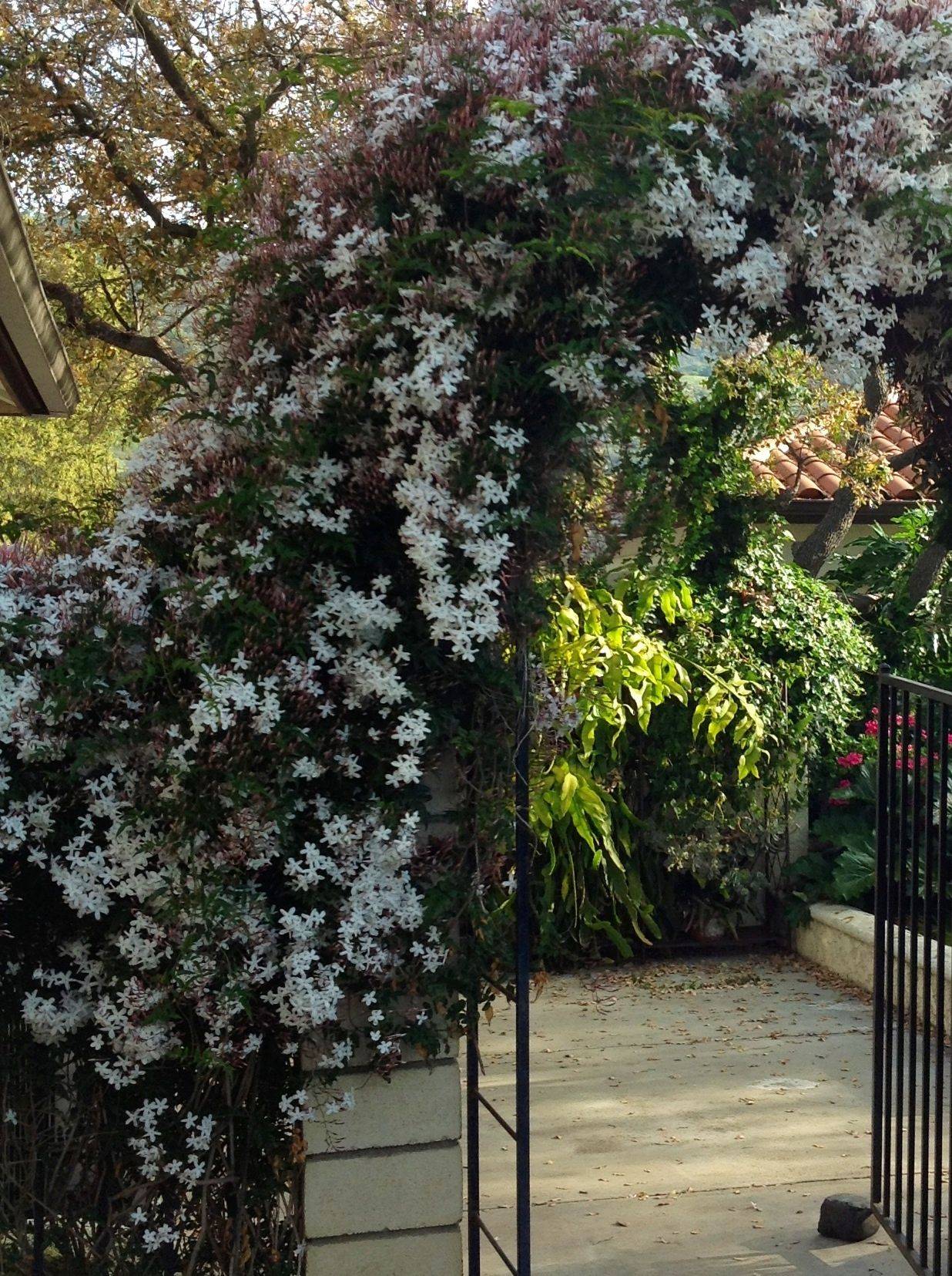 20 Jasmine Garden Arch Ideas You Should Look | SharonSable