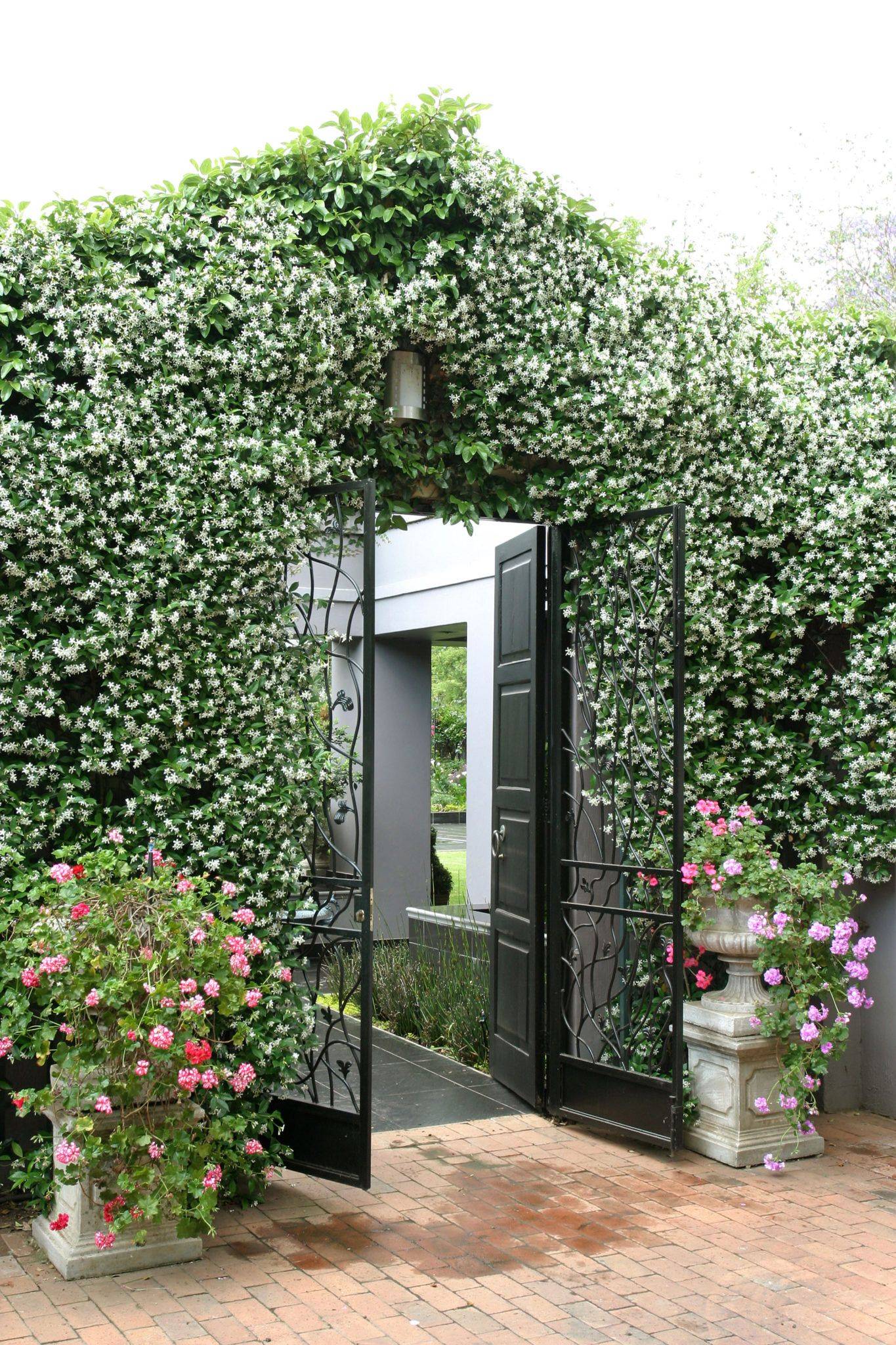 20 Jasmine Garden Arch Ideas You Should Look | SharonSable