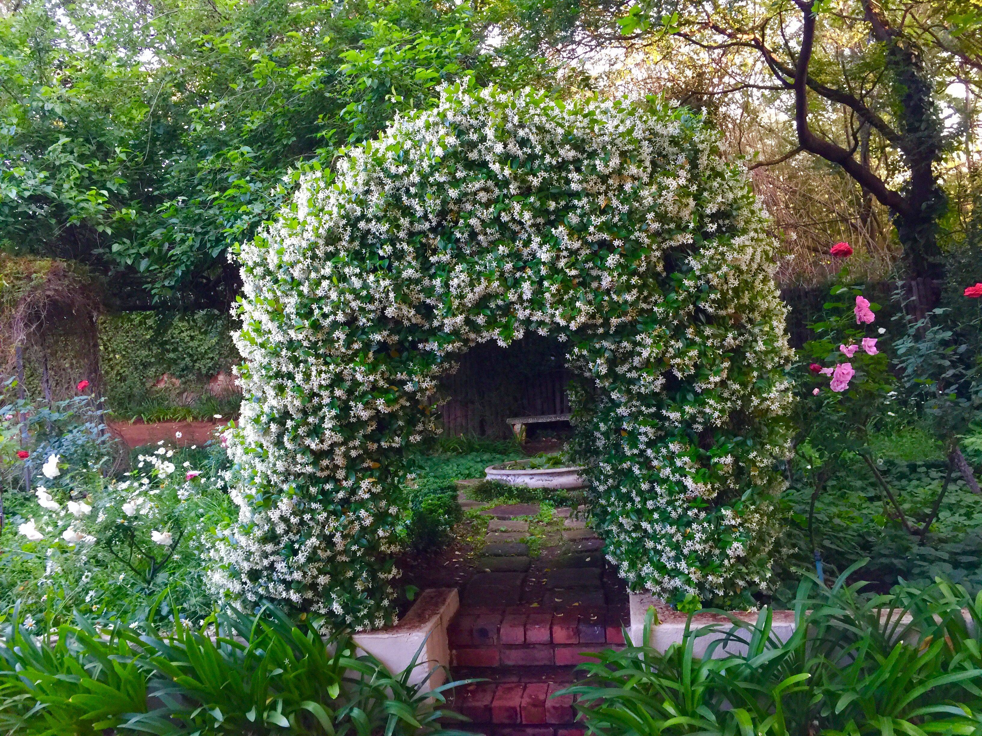 20 Jasmine Garden Arch Ideas You Should Look | SharonSable
