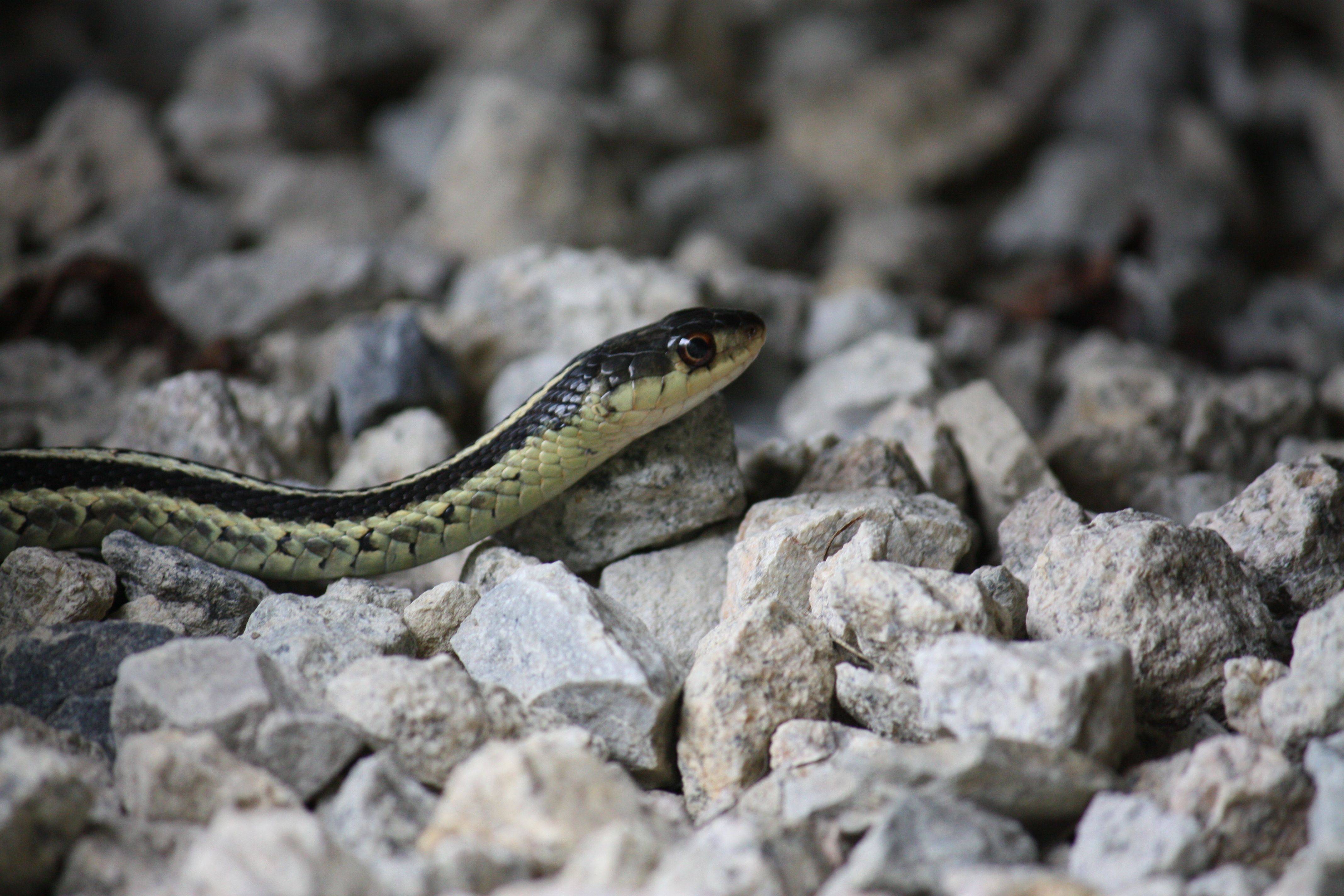 19 Common Garden Snake Ideas For This Year | SharonSable