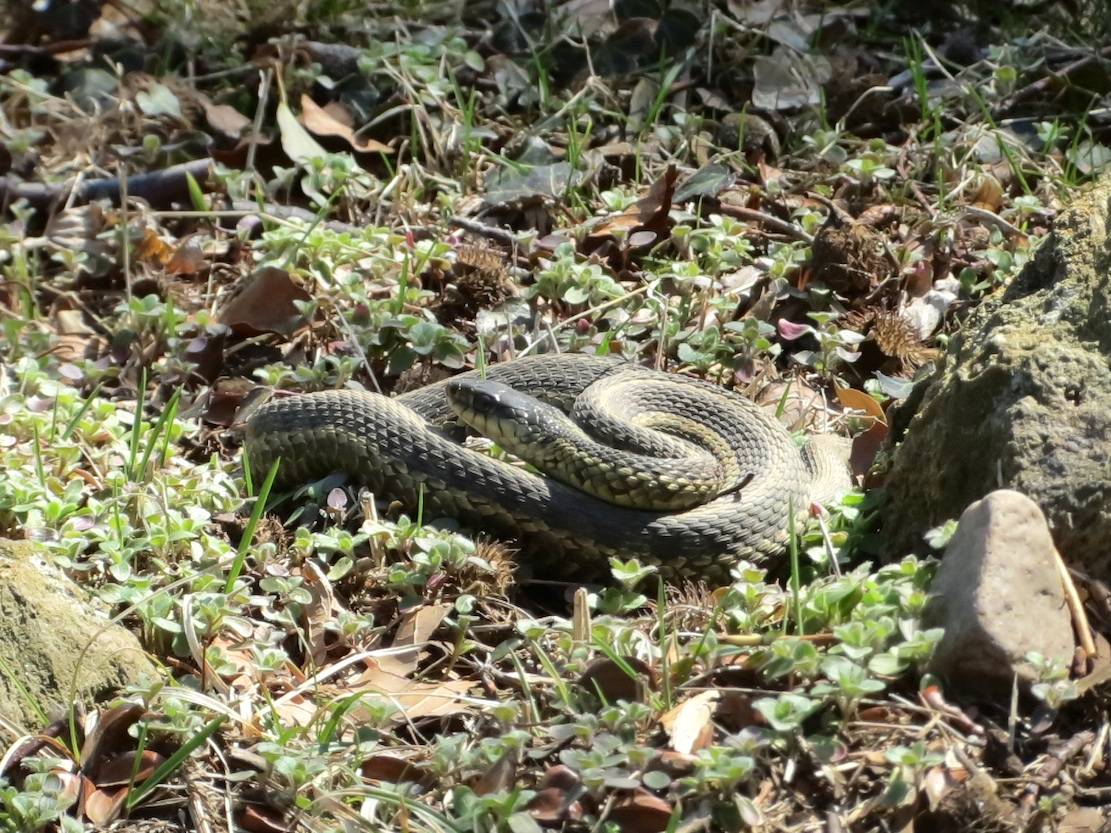 19 Common Garden Snake Ideas For This Year | SharonSable