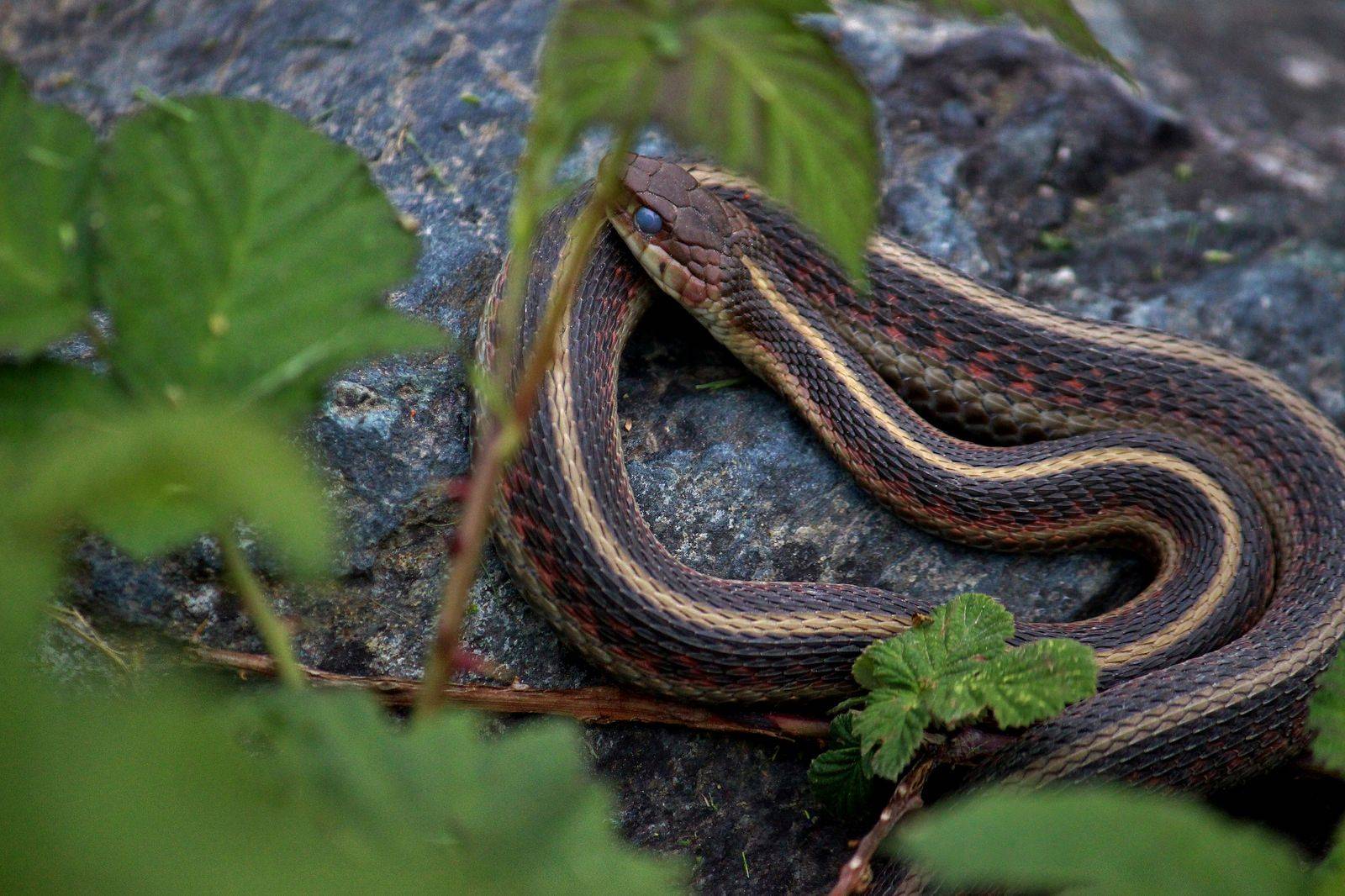 19 Common Garden Snake Ideas For This Year | SharonSable