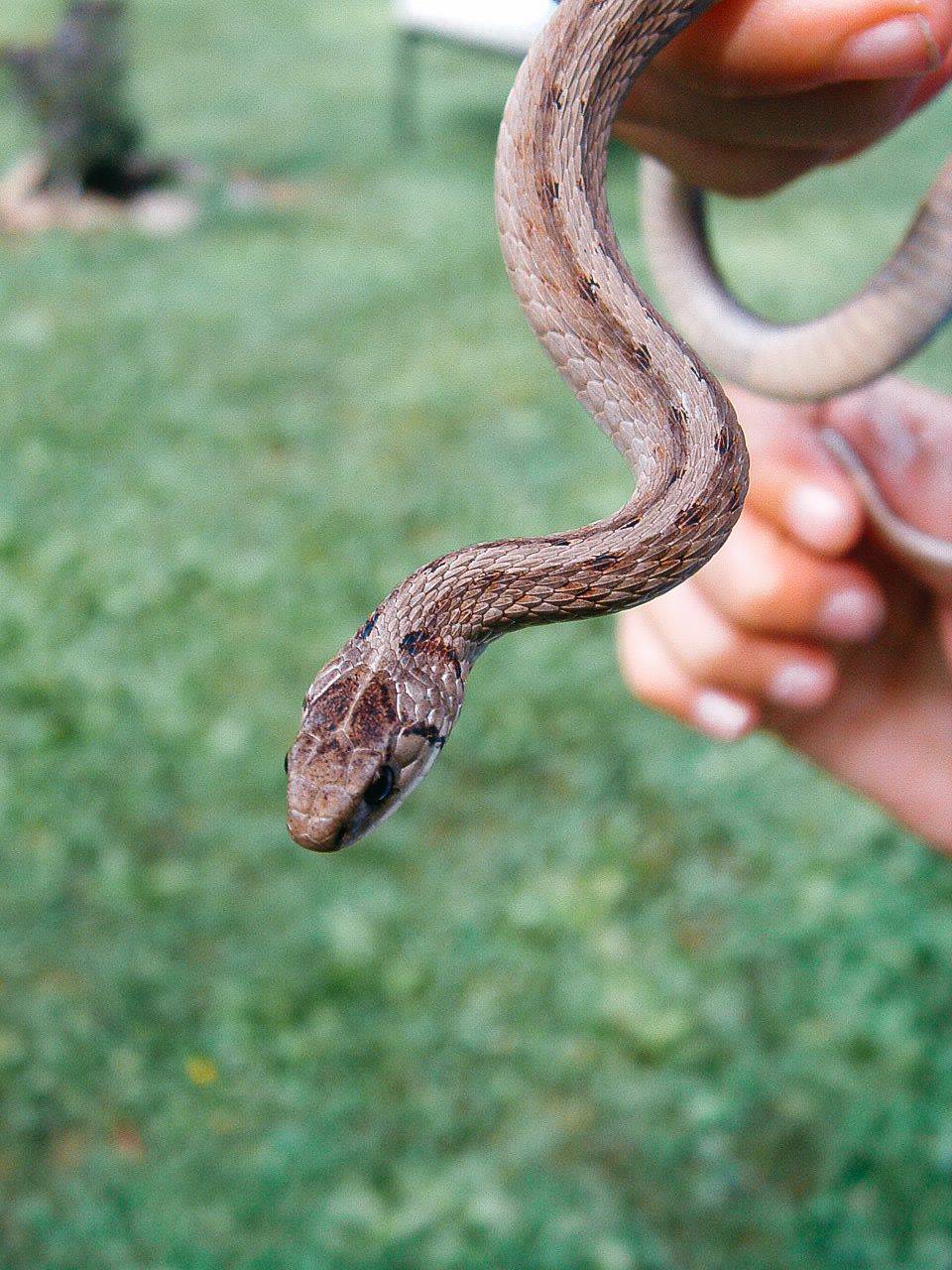 19 Common Garden Snake Ideas For This Year | SharonSable