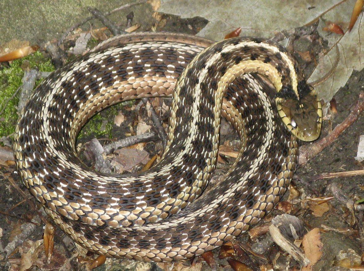 19 Common Garden Snake Ideas For This Year | SharonSable